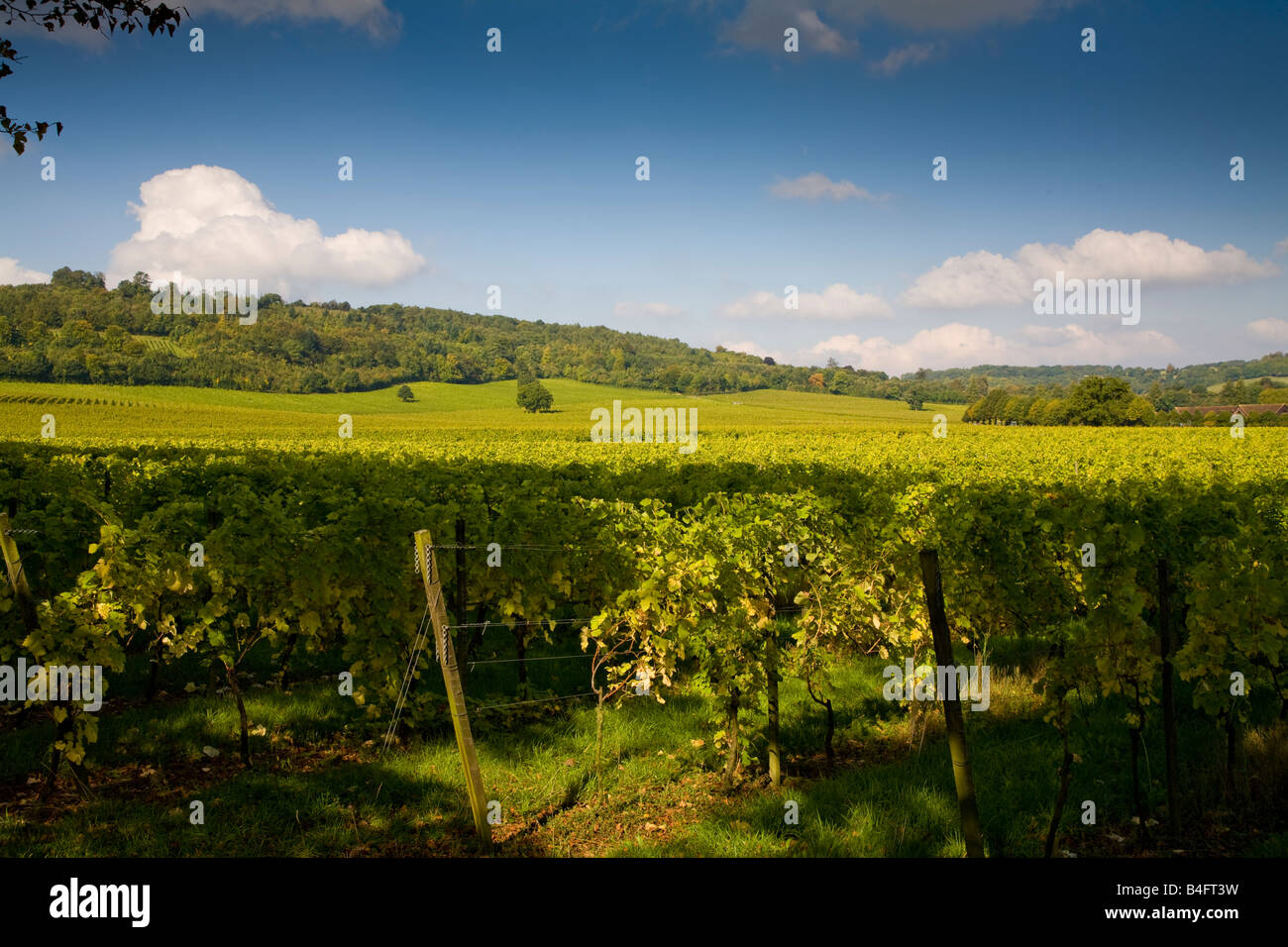 Denbies vineyard Dorking Surrey Stock Photo - Alamy