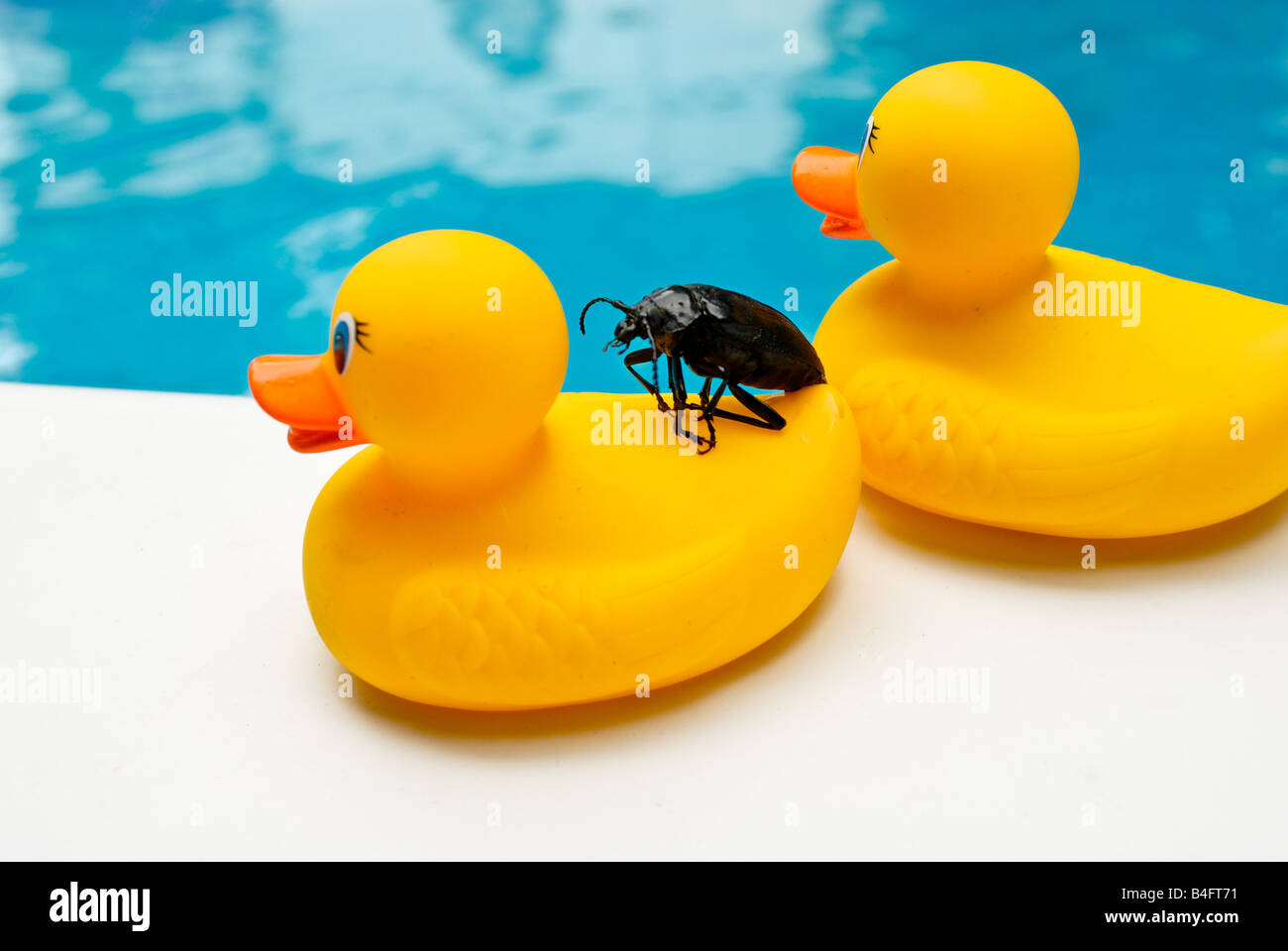 A large, black water bug hitches a ride on an unknowing rubber duck ...