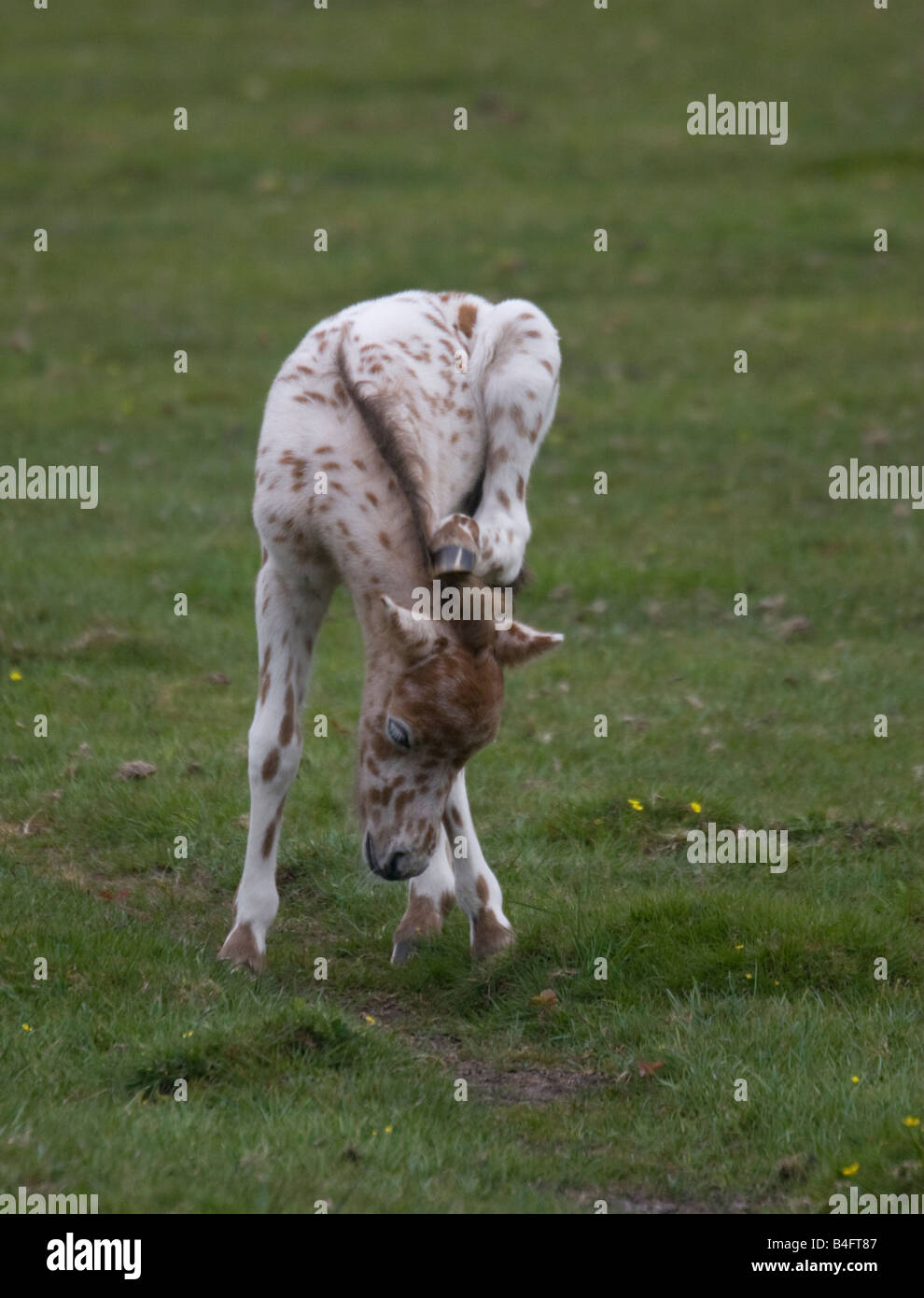 Spotted foal scratching Stock Photo - Alamy