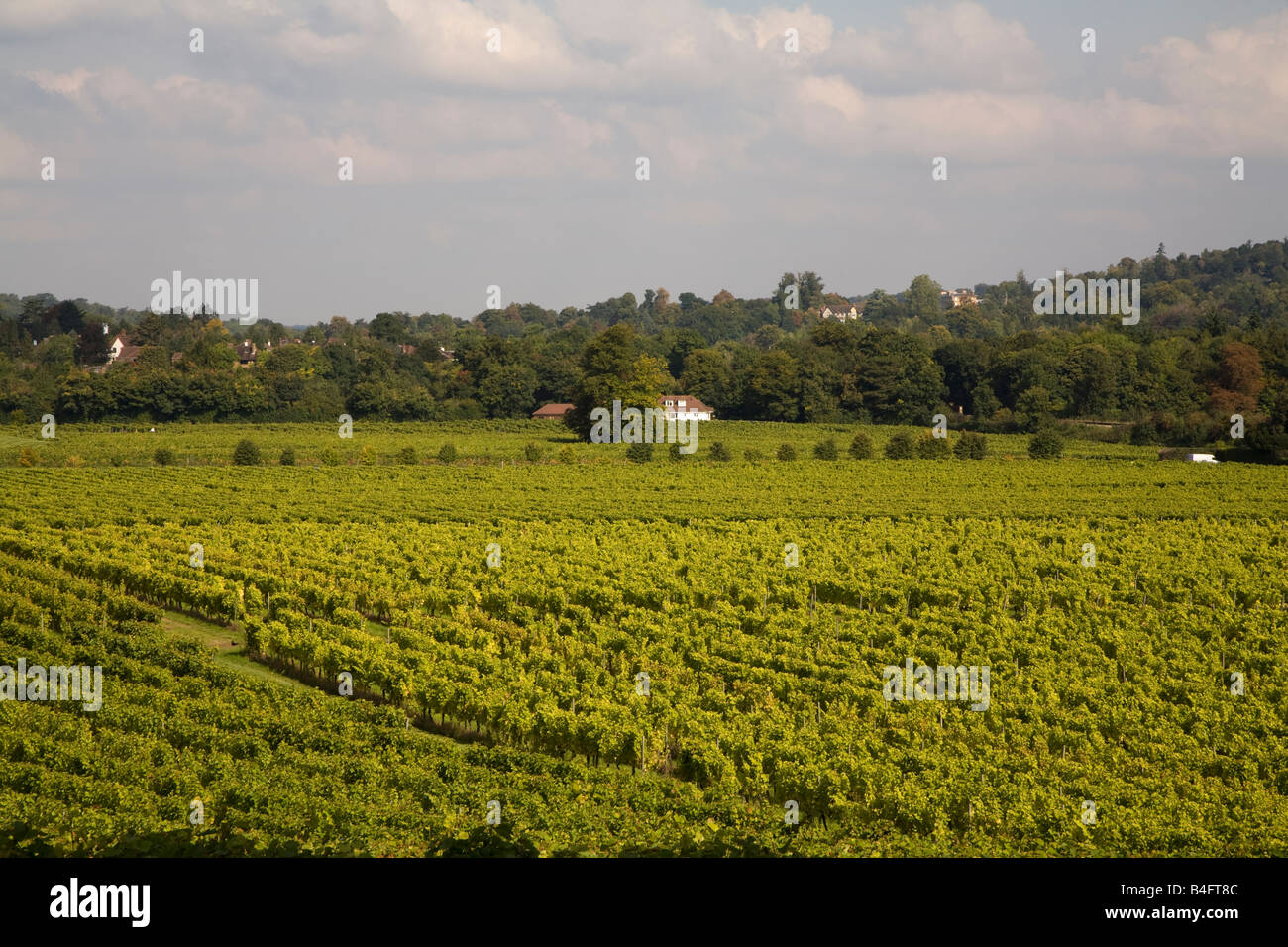 Denbies vineyard Dorking Surrey Stock Photo - Alamy