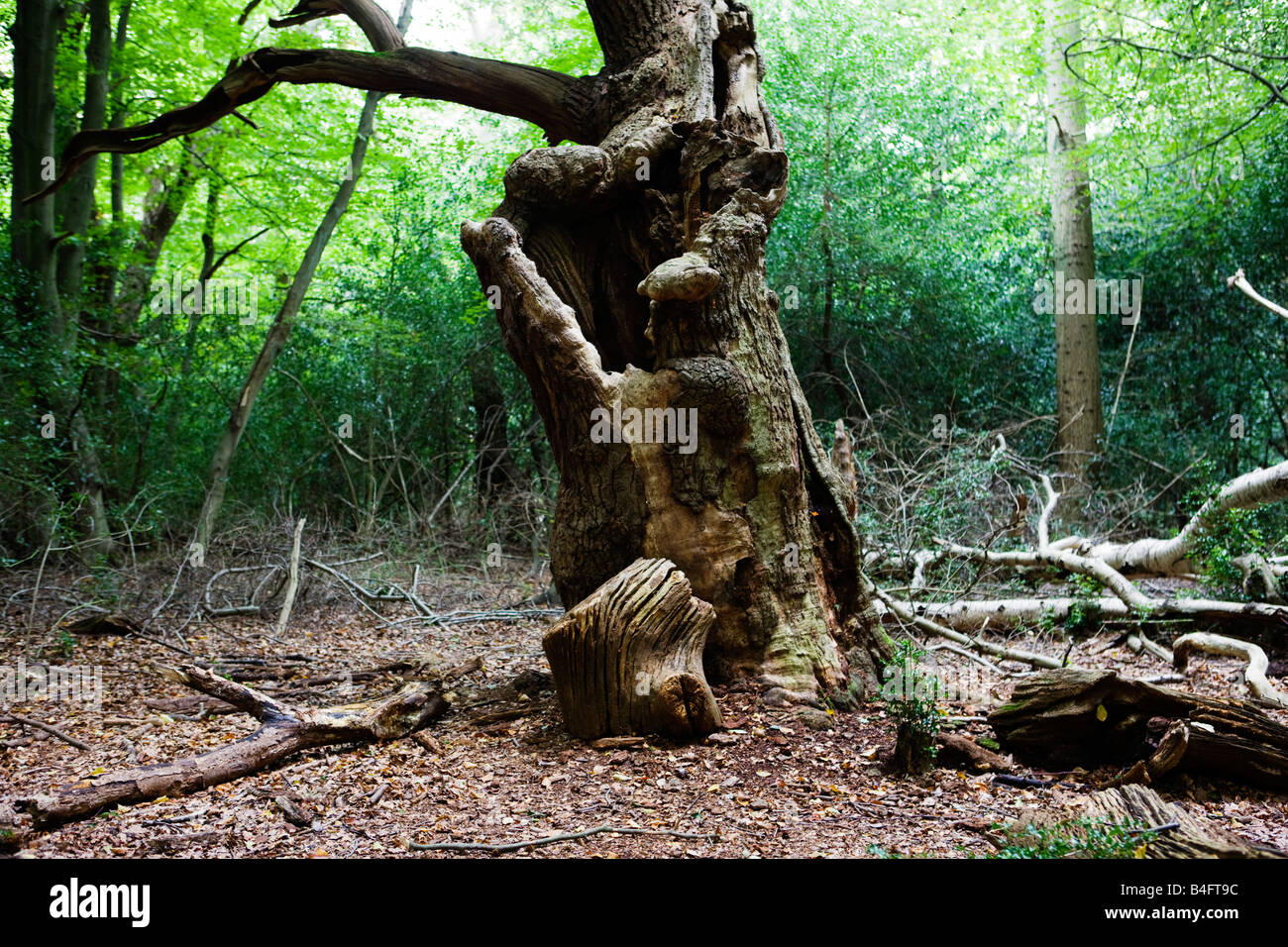 Dead tree hi-res stock photography and images - Alamy