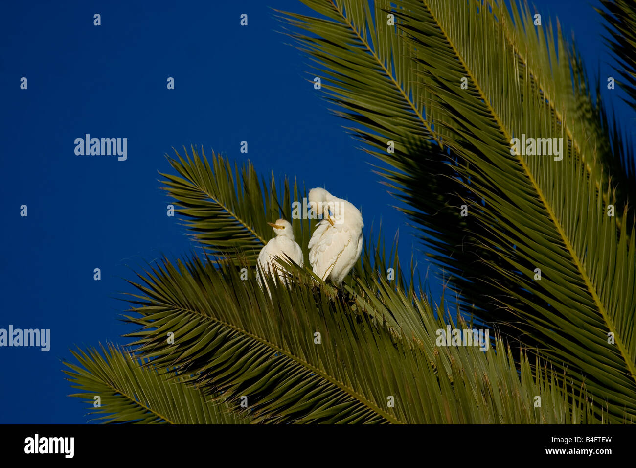 CATTLE EGRETS IN PALM TREE Stock Photo - Alamy