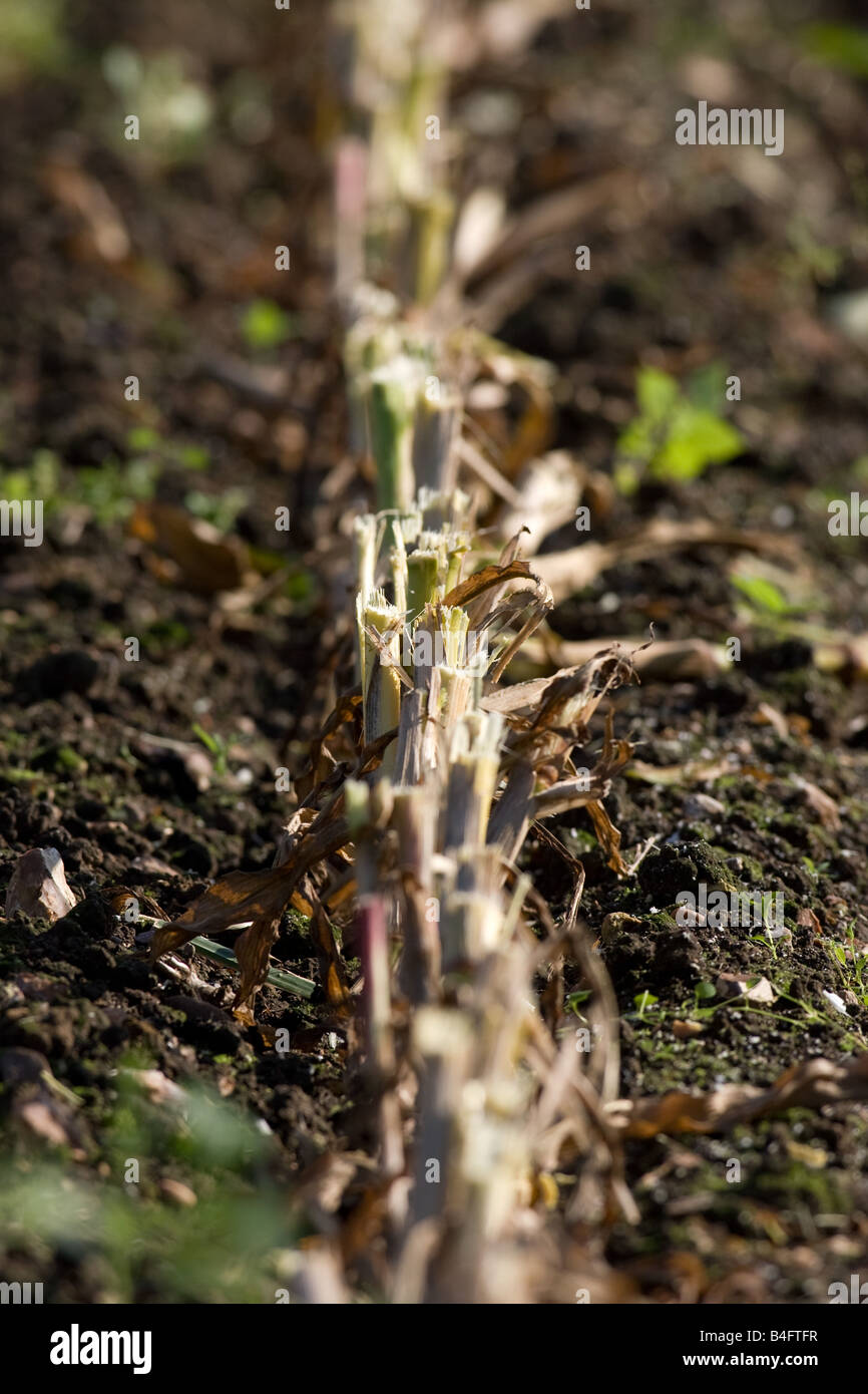 Maize stumps hi-res stock photography and images - Alamy