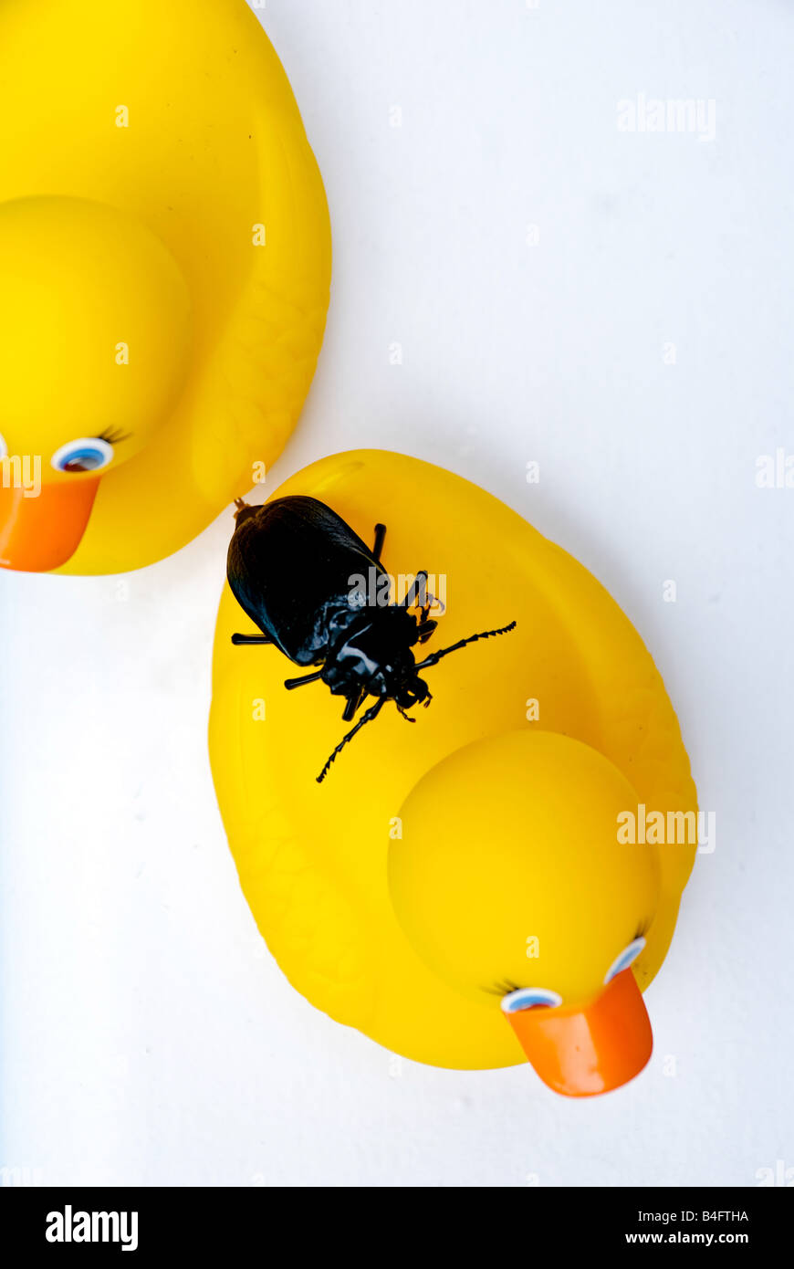 Water bug hitches a ride on an unknowing rubber duck Stock Photo - Alamy