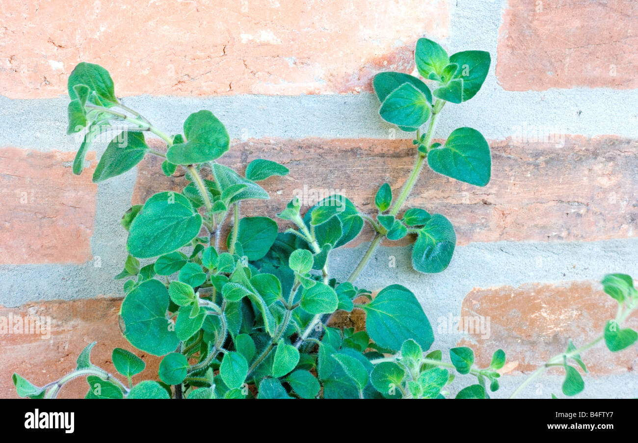 Oregano colour hi-res stock photography and images - Alamy