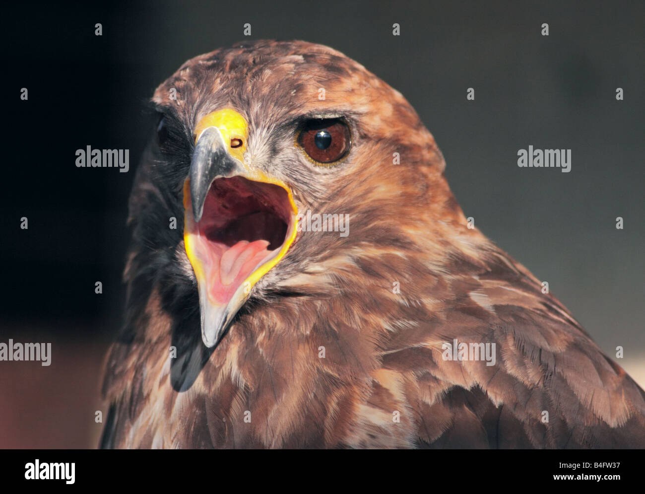 Buzzards uk hi-res stock photography and images - Alamy
