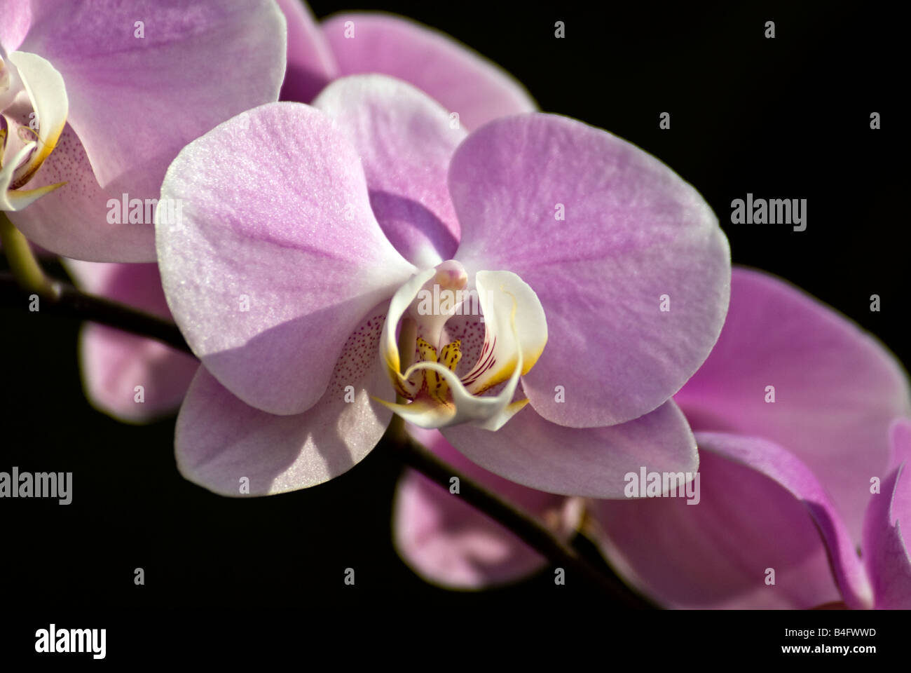 A purple orchid in full flower Stock Photo - Alamy