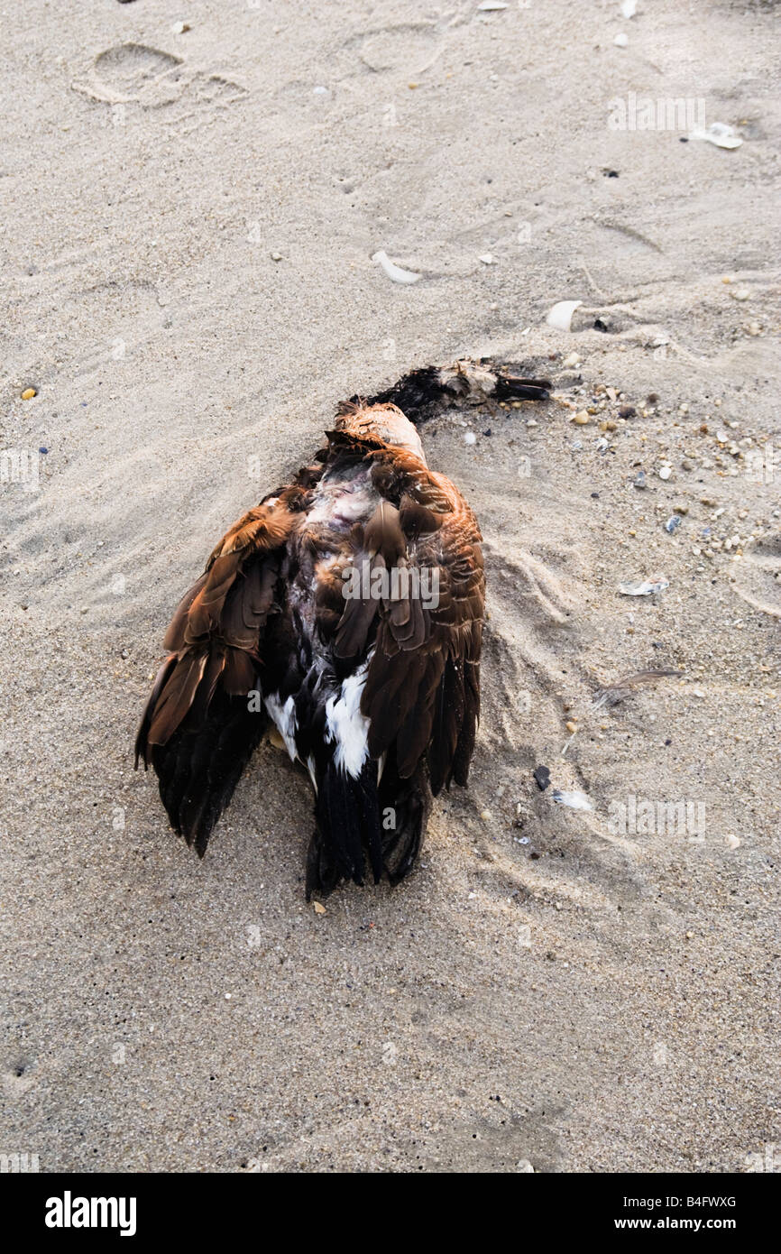 Dead Canada Goose on a Cape May New Jersey beach Stock Photo - Alamy