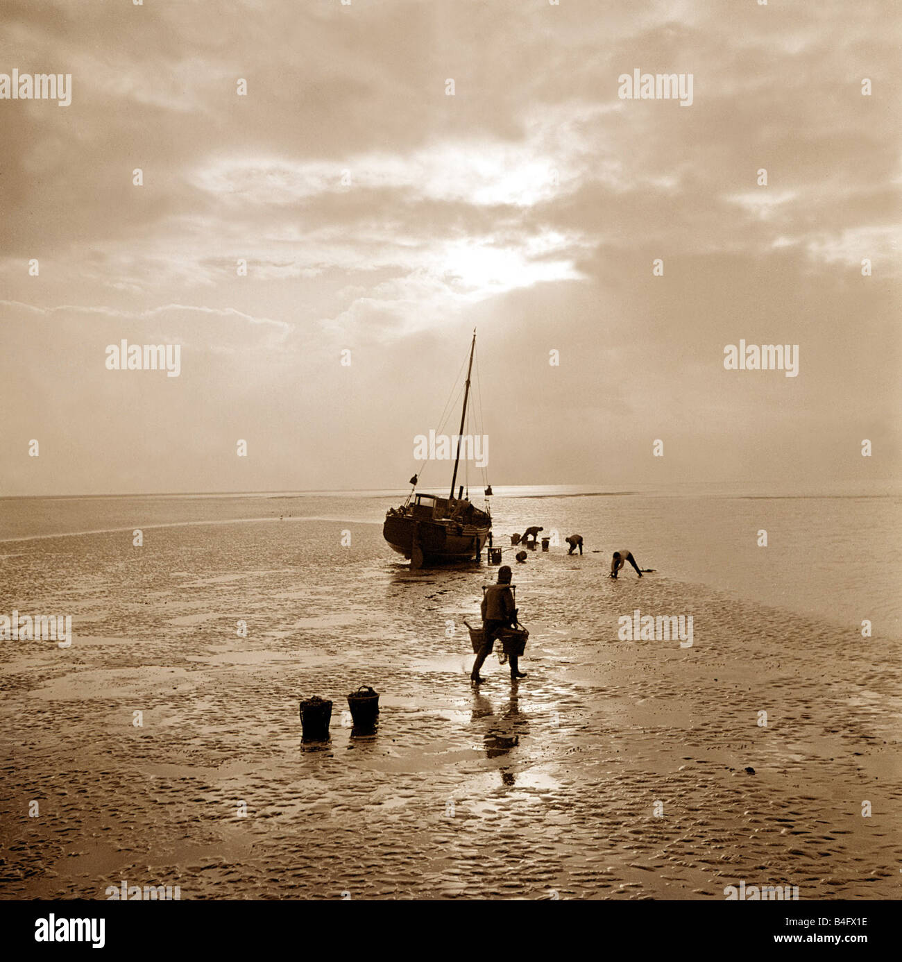 Cockling hi-res stock photography and images - Alamy