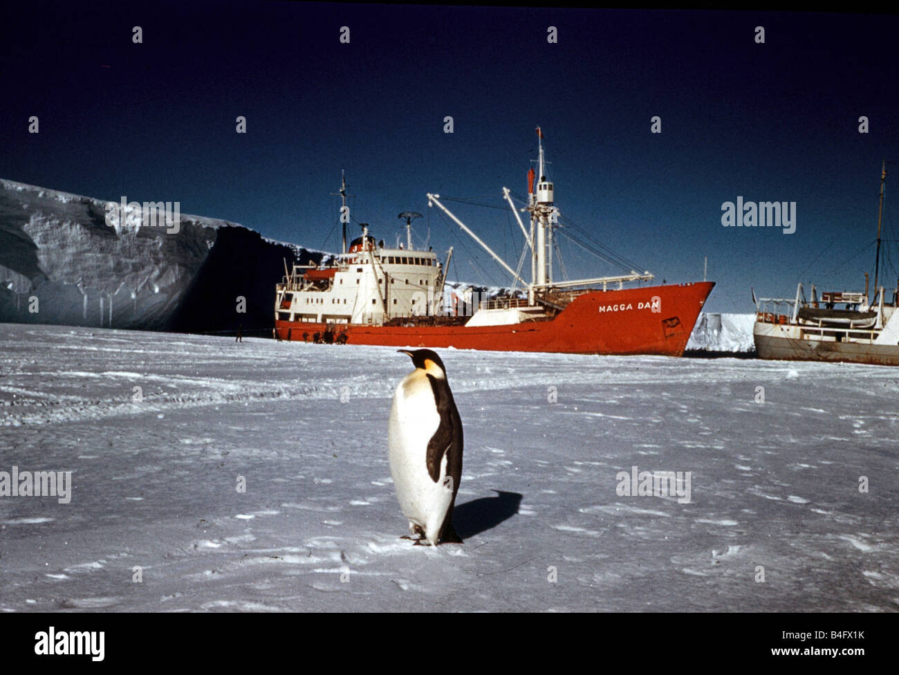 The Trans Antarctic Expedition 1956 1958 Penguin on the ice in front of ...