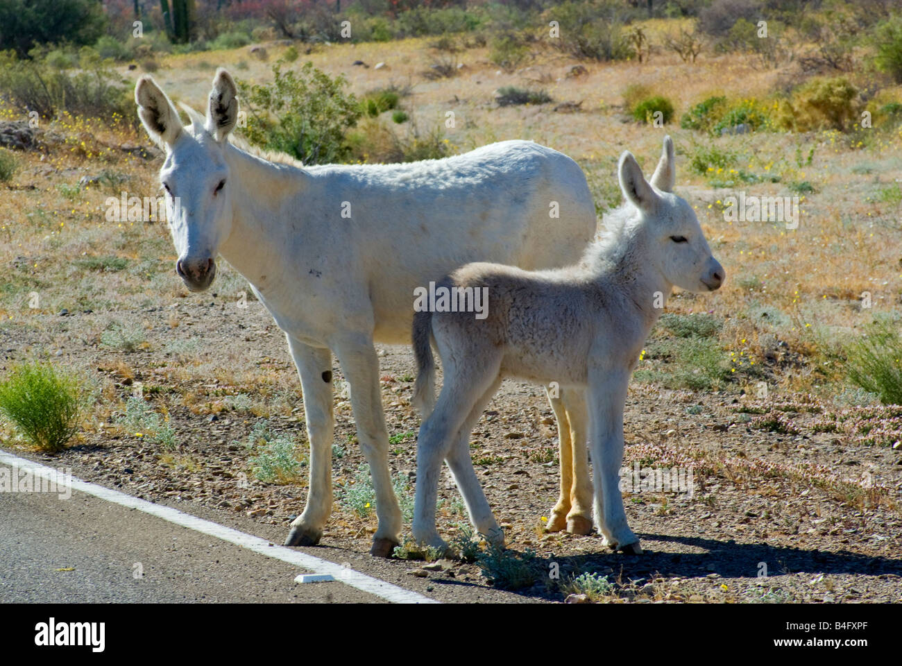 Burros donkeys females offsprings foals at Desierto Central Baja ...