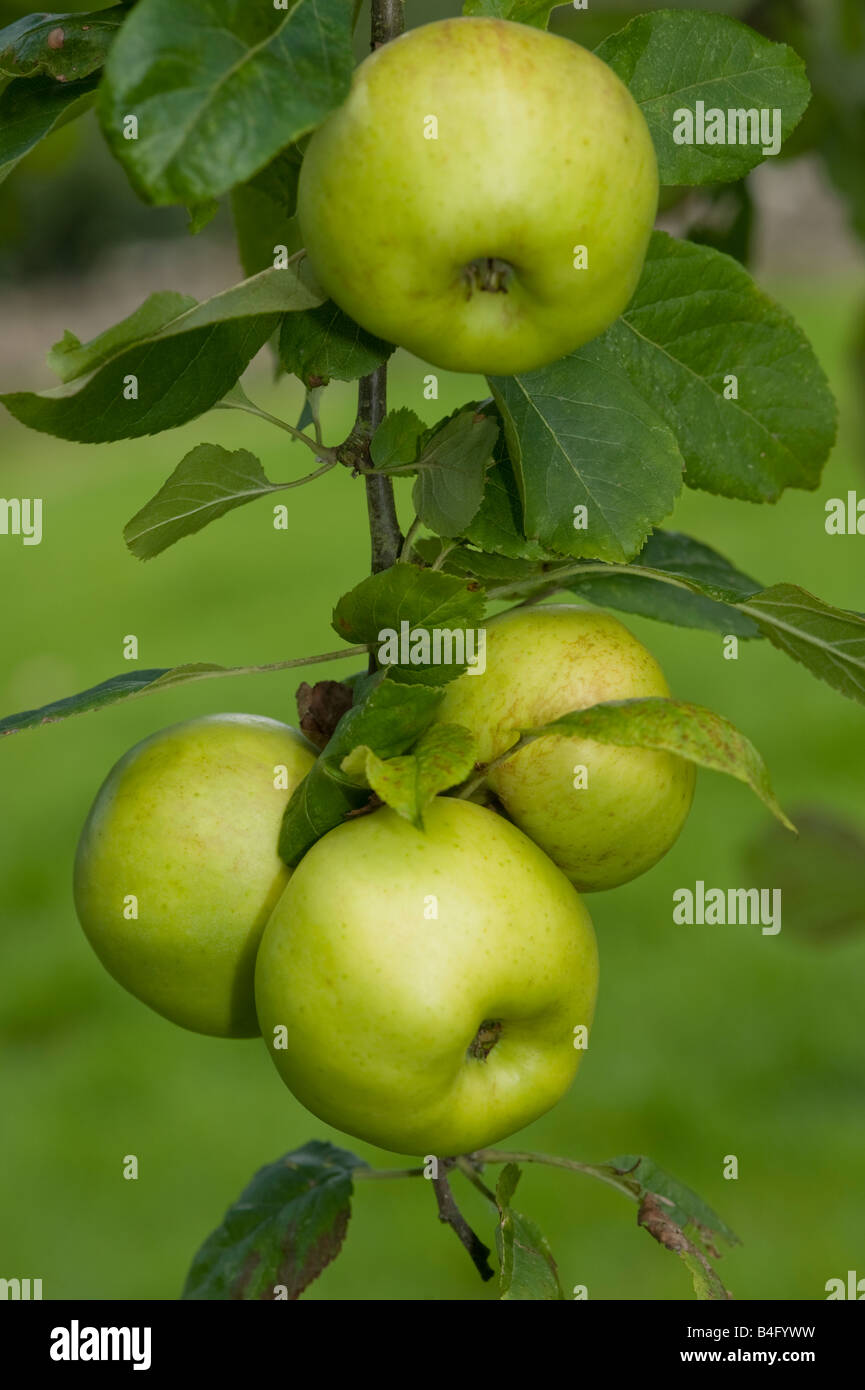 Tirling castle hi-res stock photography and images - Alamy