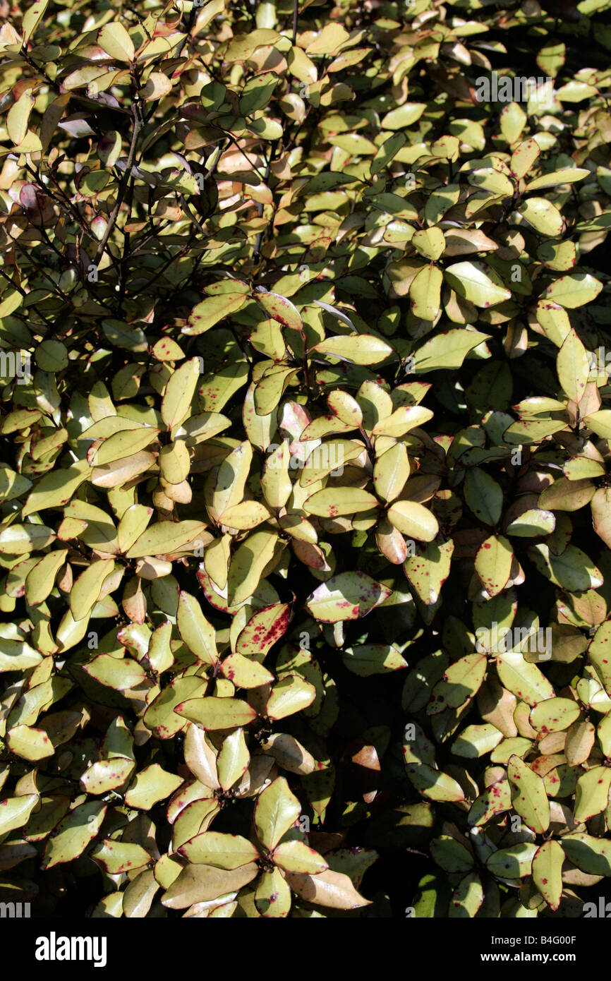 Pseudowintera colorata hi-res stock photography and images - Alamy