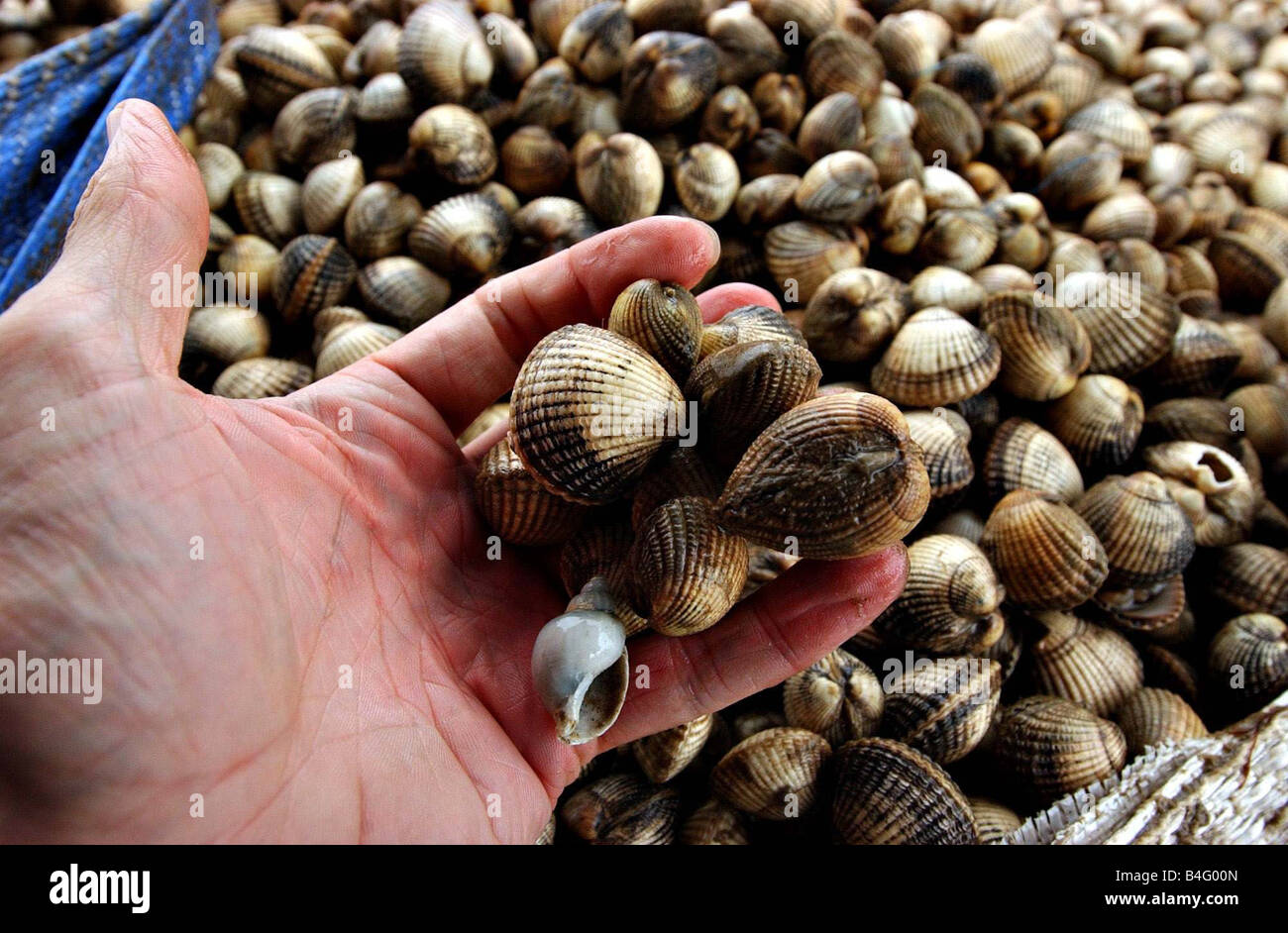 Cockle pickers hunt for cockles in a torrential downpour at Morecambe ...