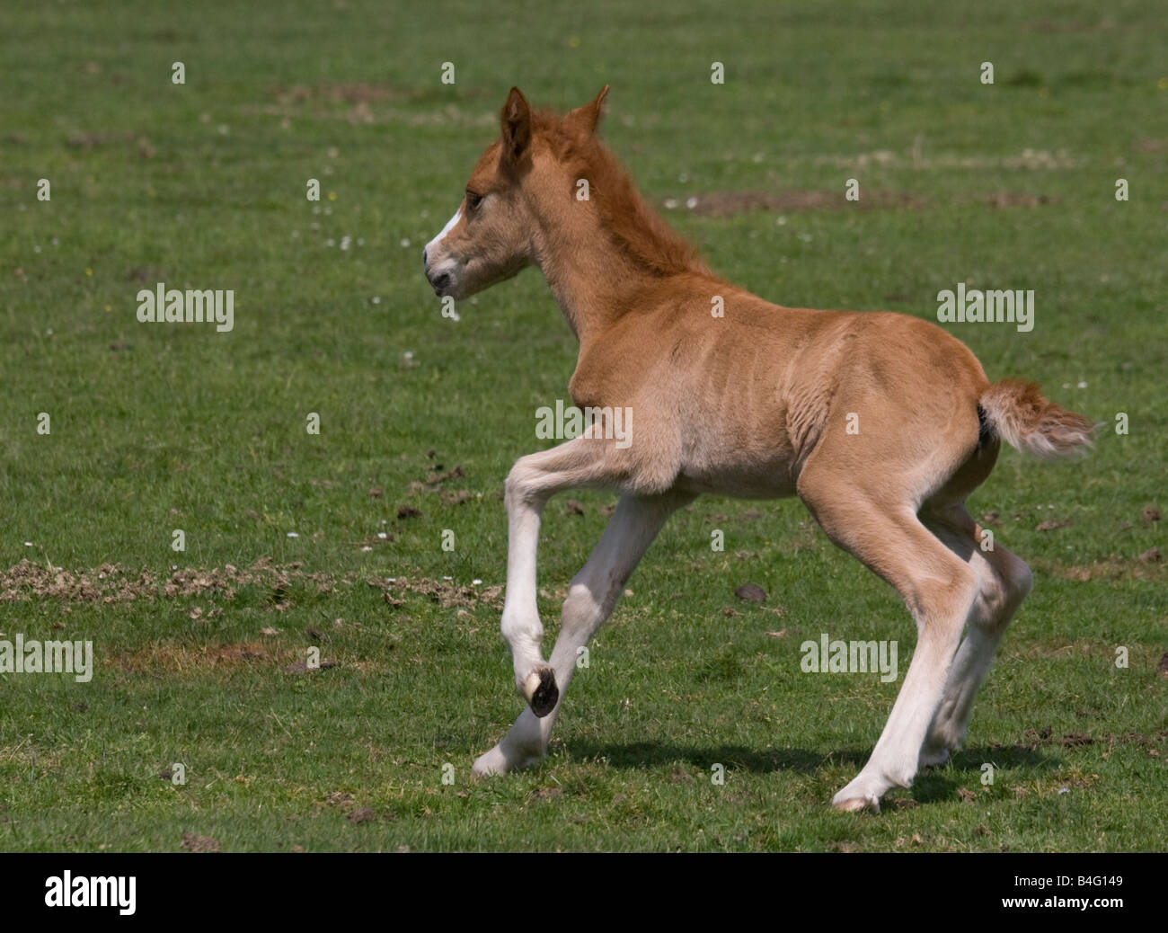 Prancing pony hi-res stock photography and images - Alamy