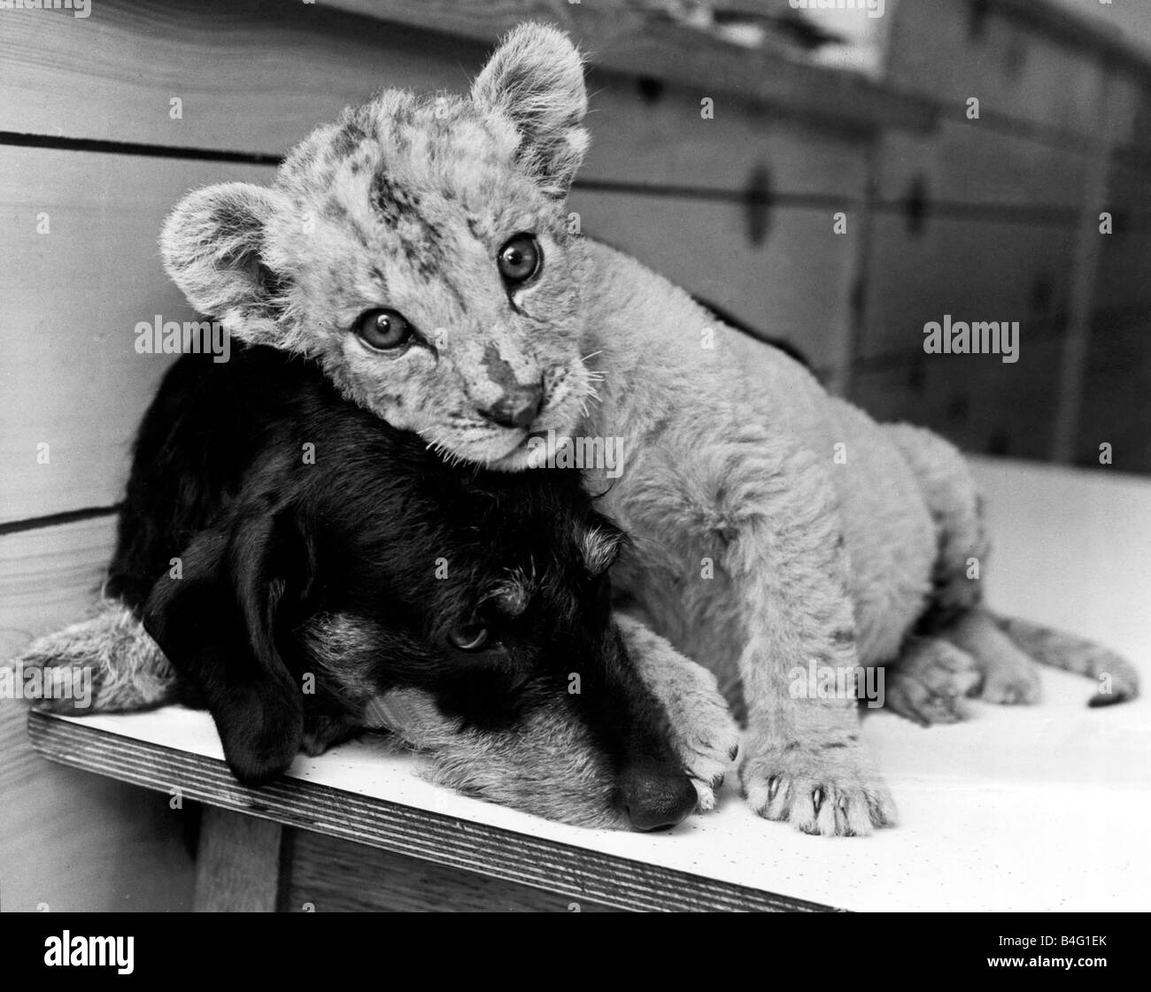 Lion dog dogs hi-res stock photography and images - Alamy