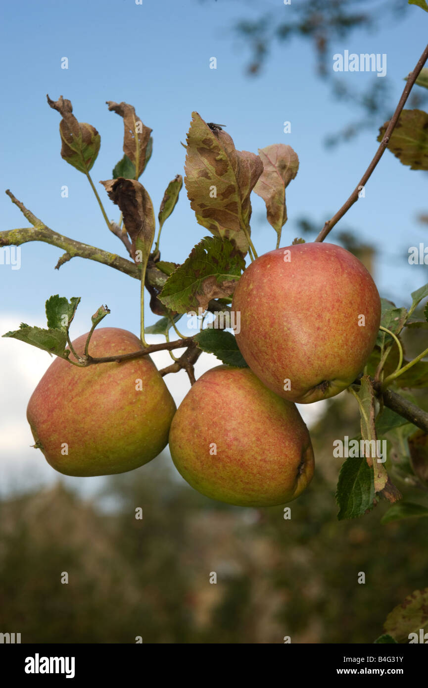 Graft orange tree hi-res stock photography and images - Alamy