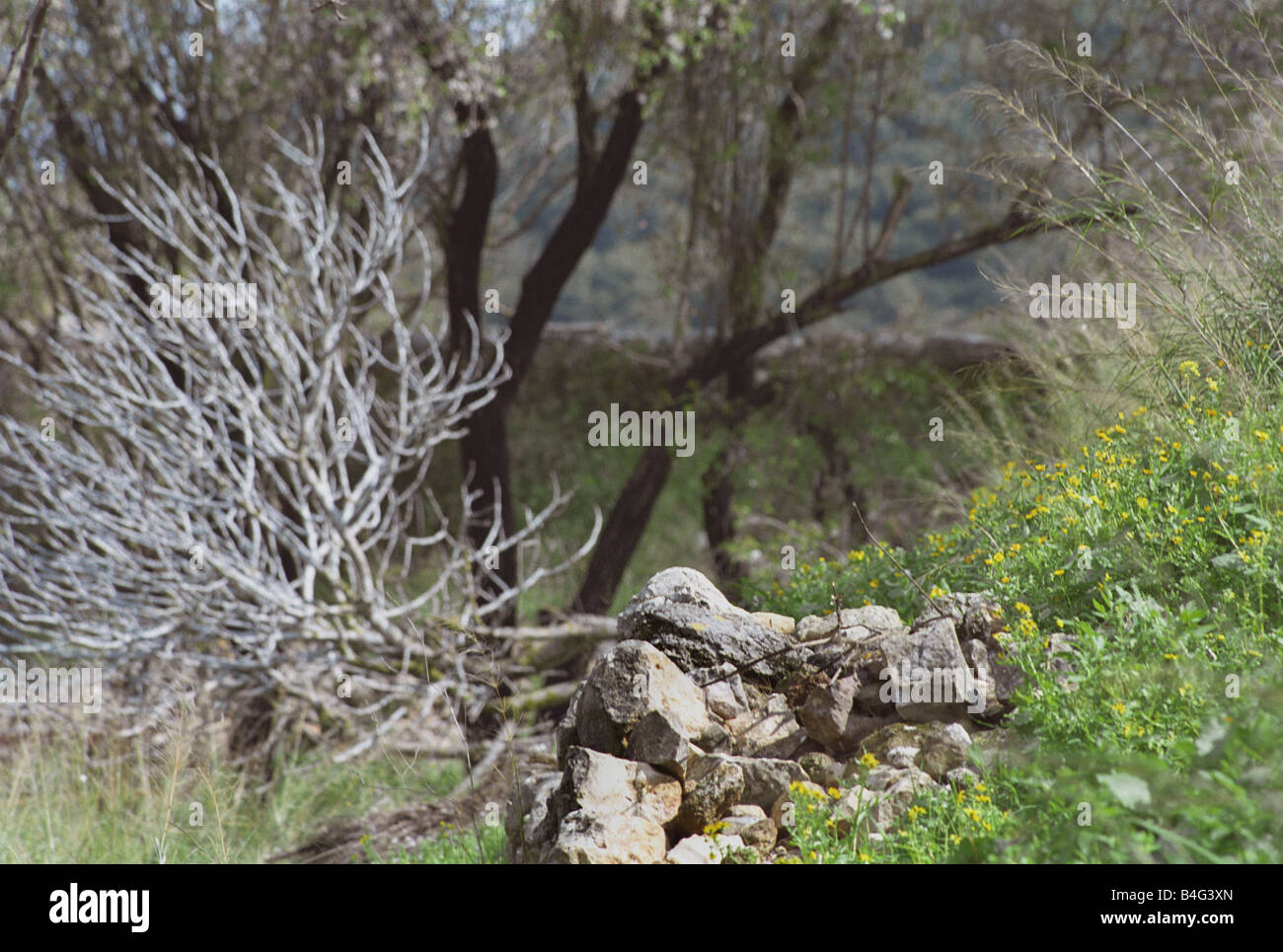 Israel galilee spring flowers blooming hi-res stock photography and ...