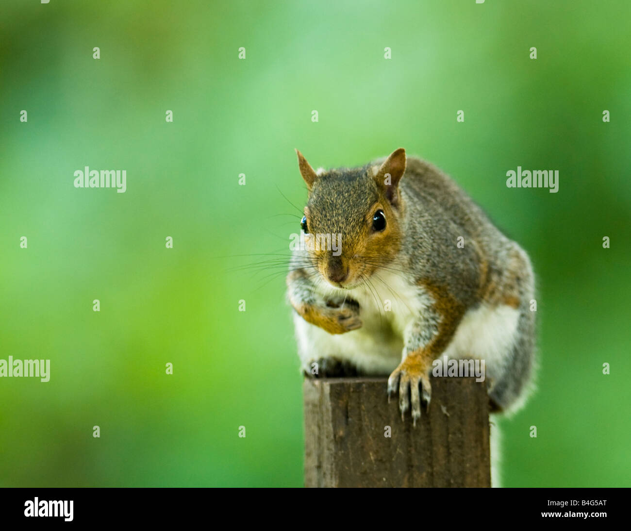 Cute squirrel hi-res stock photography and images - Alamy