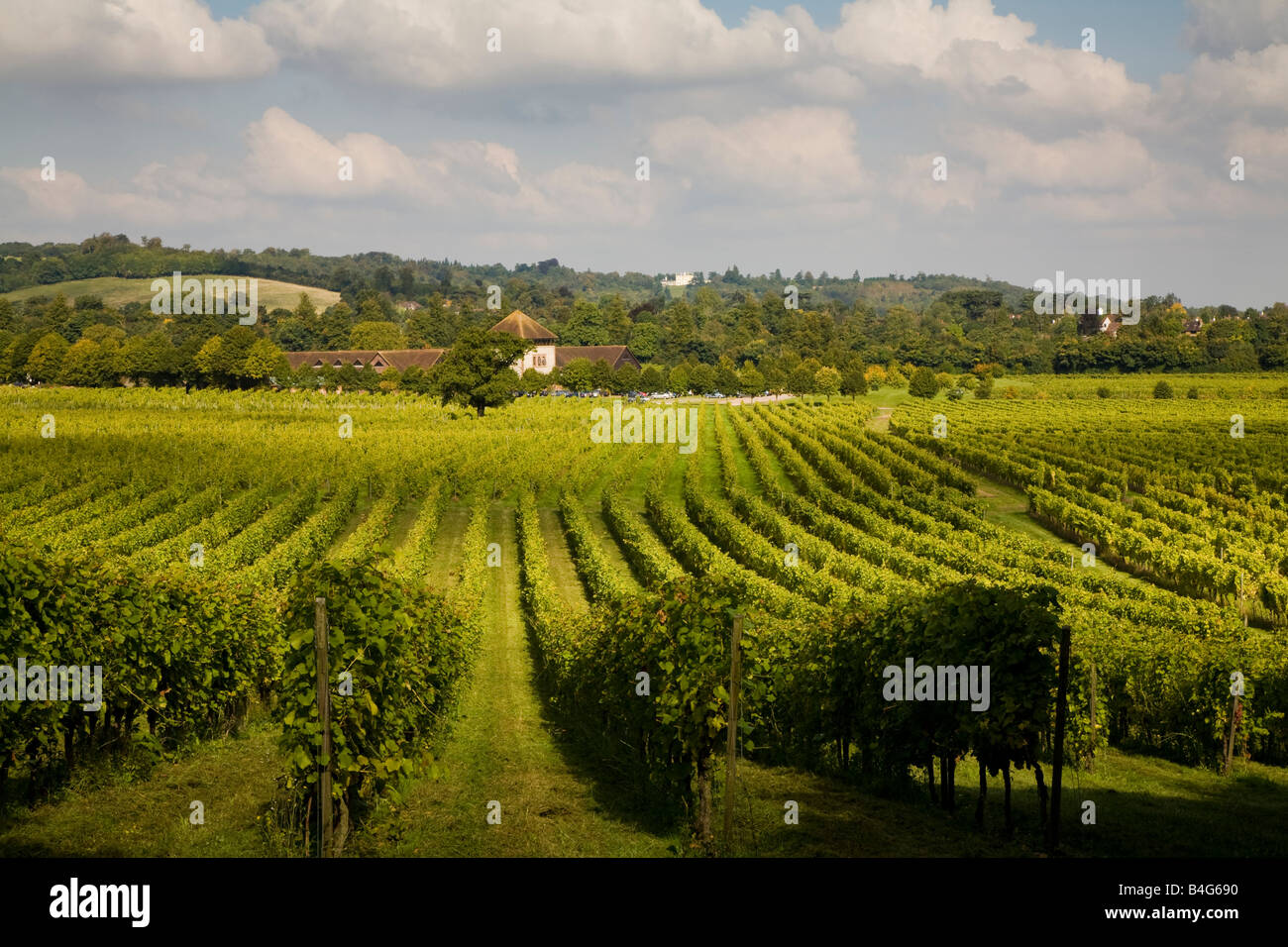 Denbies vineyard Dorking Surrey Stock Photo - Alamy