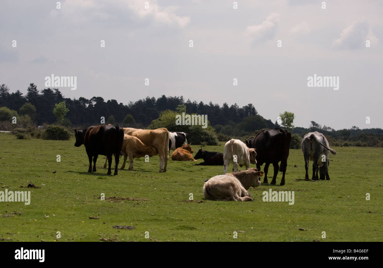 Cattle in the New Forest Stock Photo - Alamy