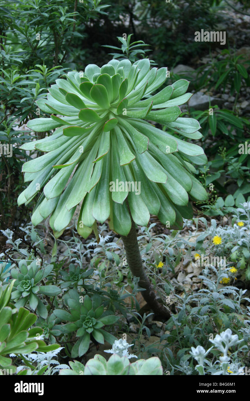 Flowering petaloid plant hi-res stock photography and images - Alamy