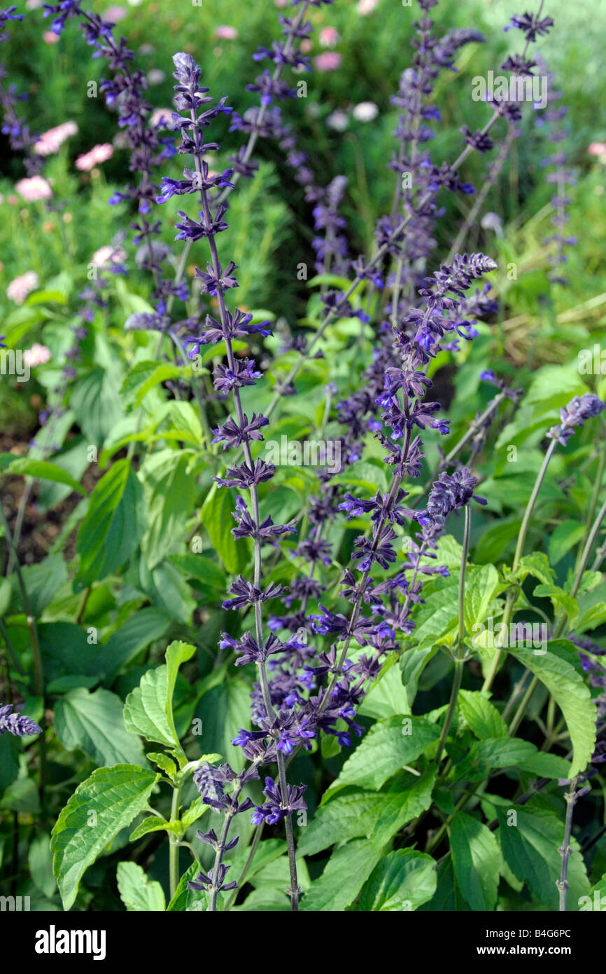SALVIA INDIGO SPIRES Stock Photo - Alamy