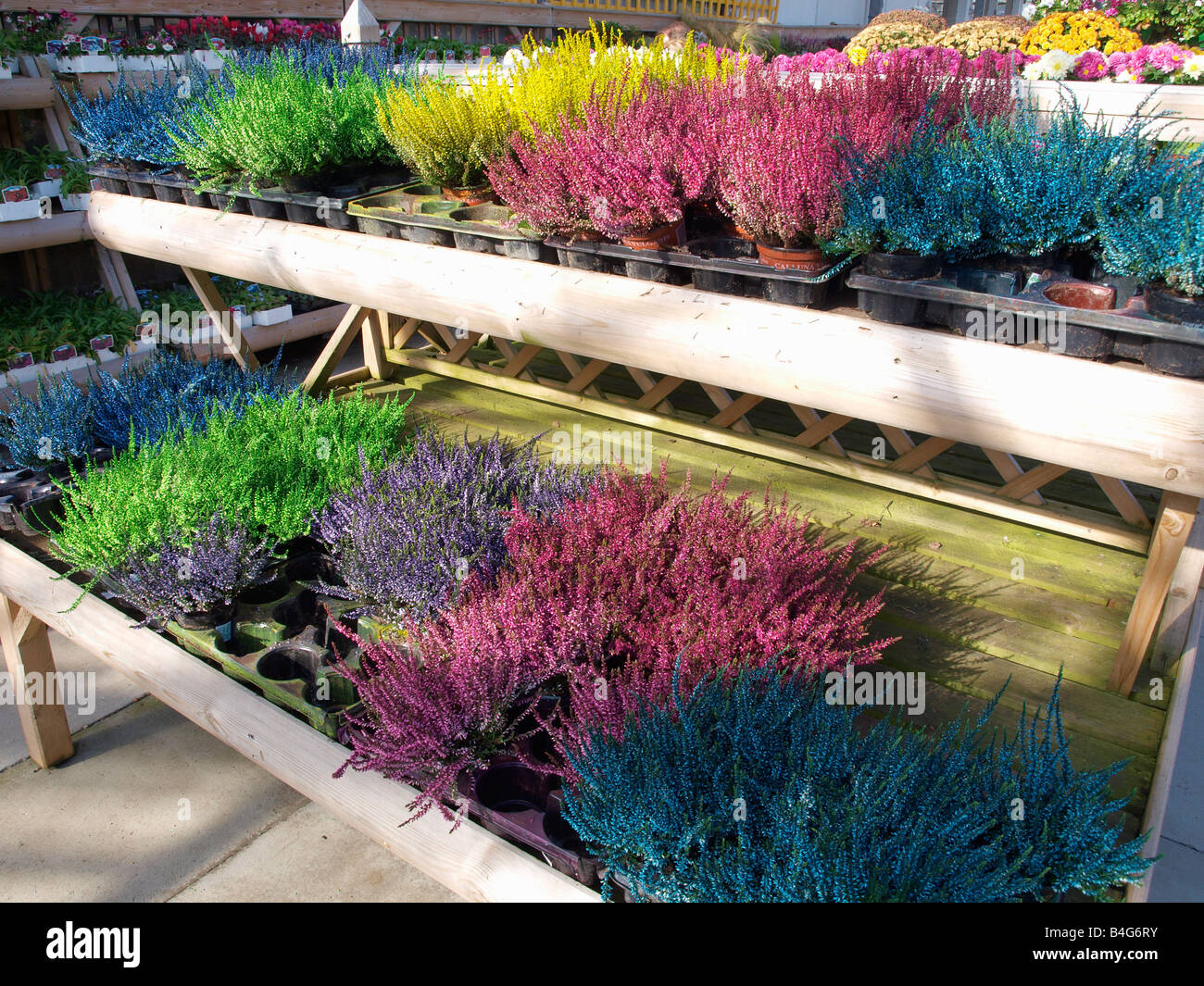 Painted Heather plants displayed in a garden centre Stock Photo - Alamy