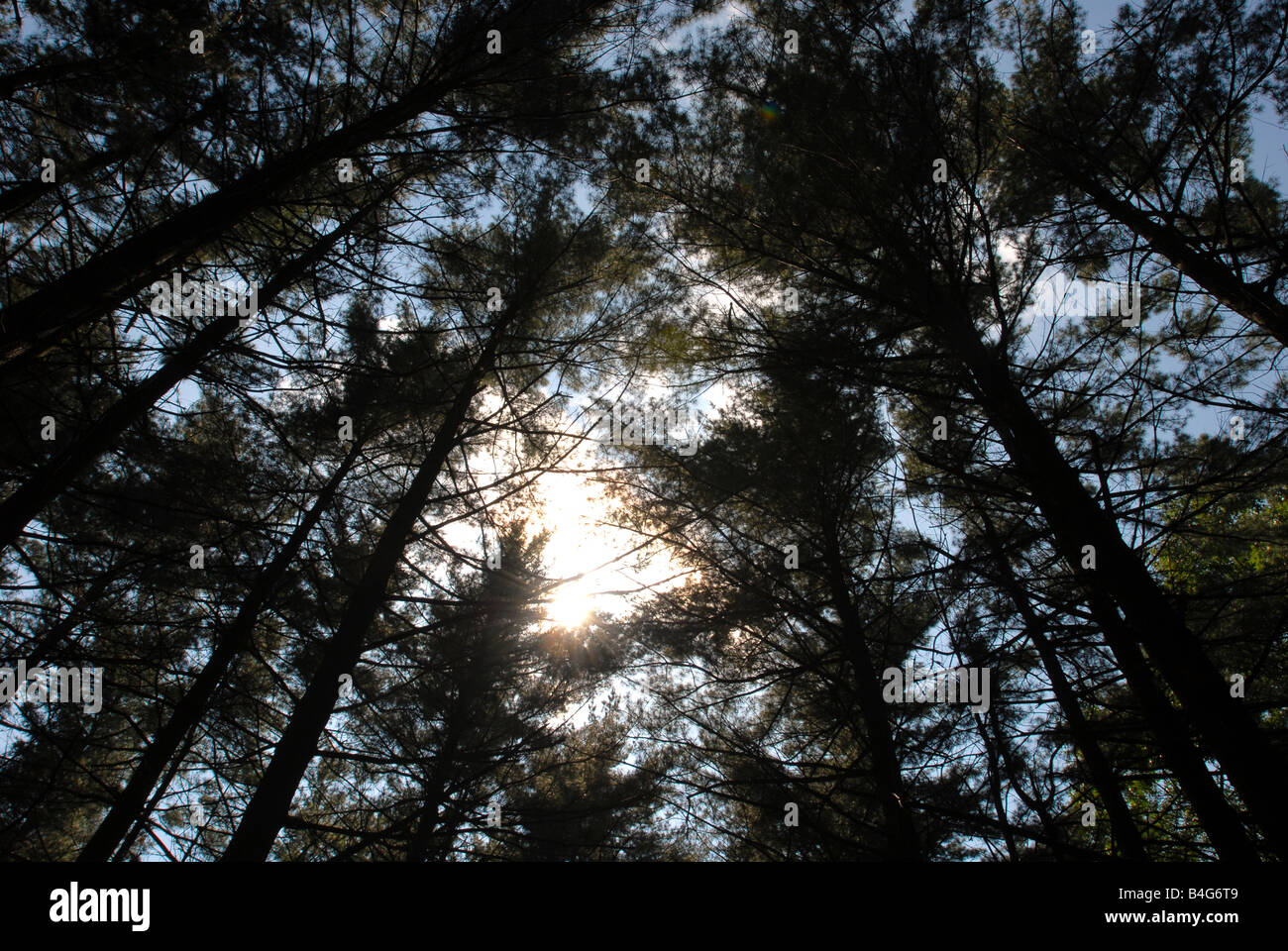 Tall pines stand in hi-res stock photography and images - Alamy