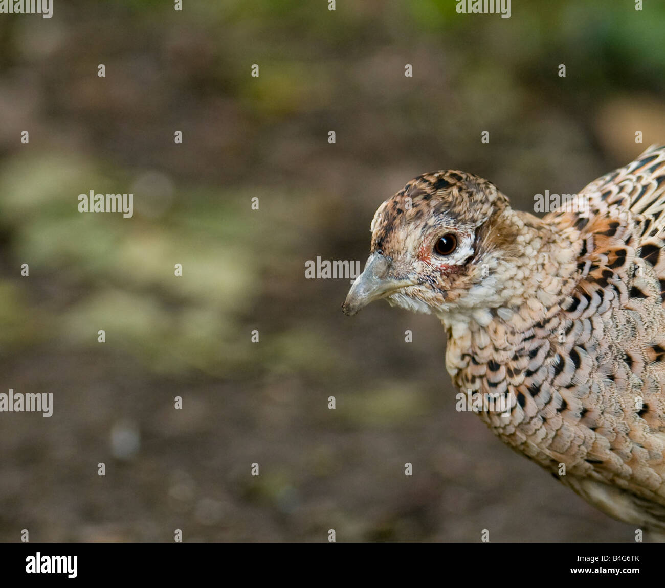 Nesting pheasant hi-res stock photography and images - Alamy