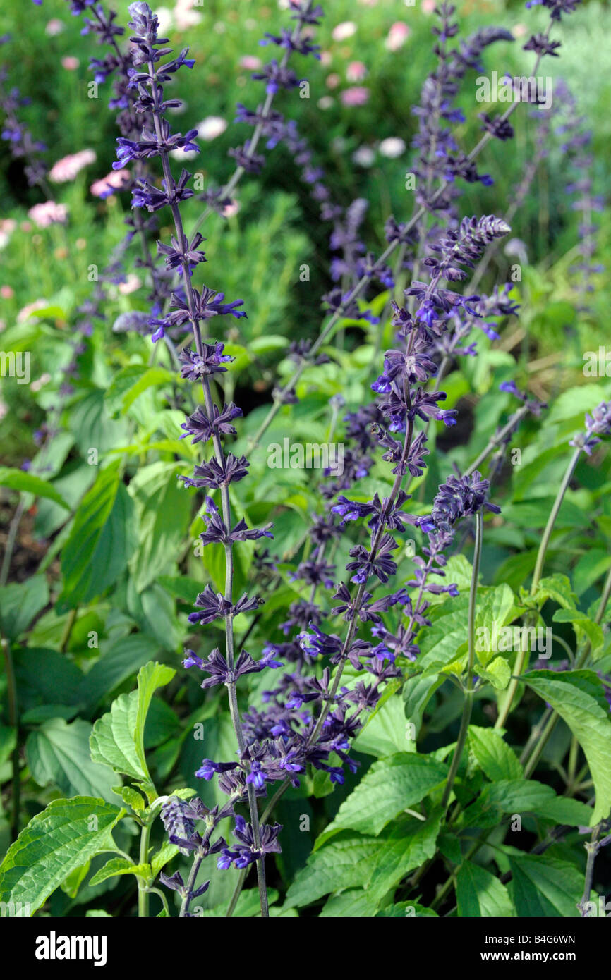 SALVIA INDIGO SPIRES Stock Photo - Alamy