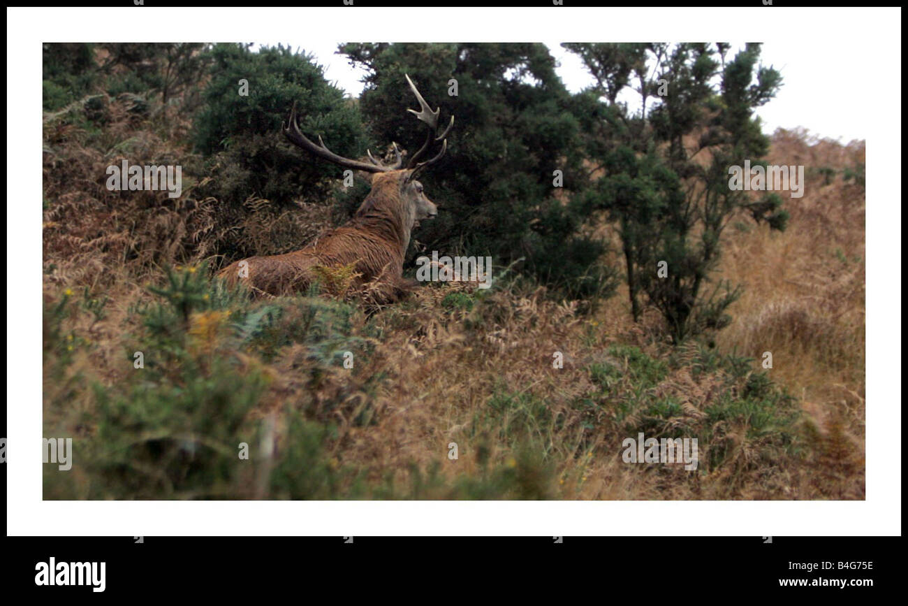 A stag appears during the Devon and Somerset stag chase on Exmoor Park ...