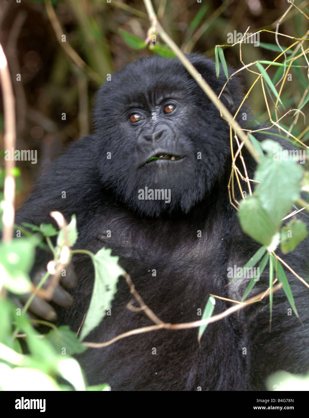 Volcanoes National Park Rwanda Gorillas from the Sabinyo Gorilla Group ...