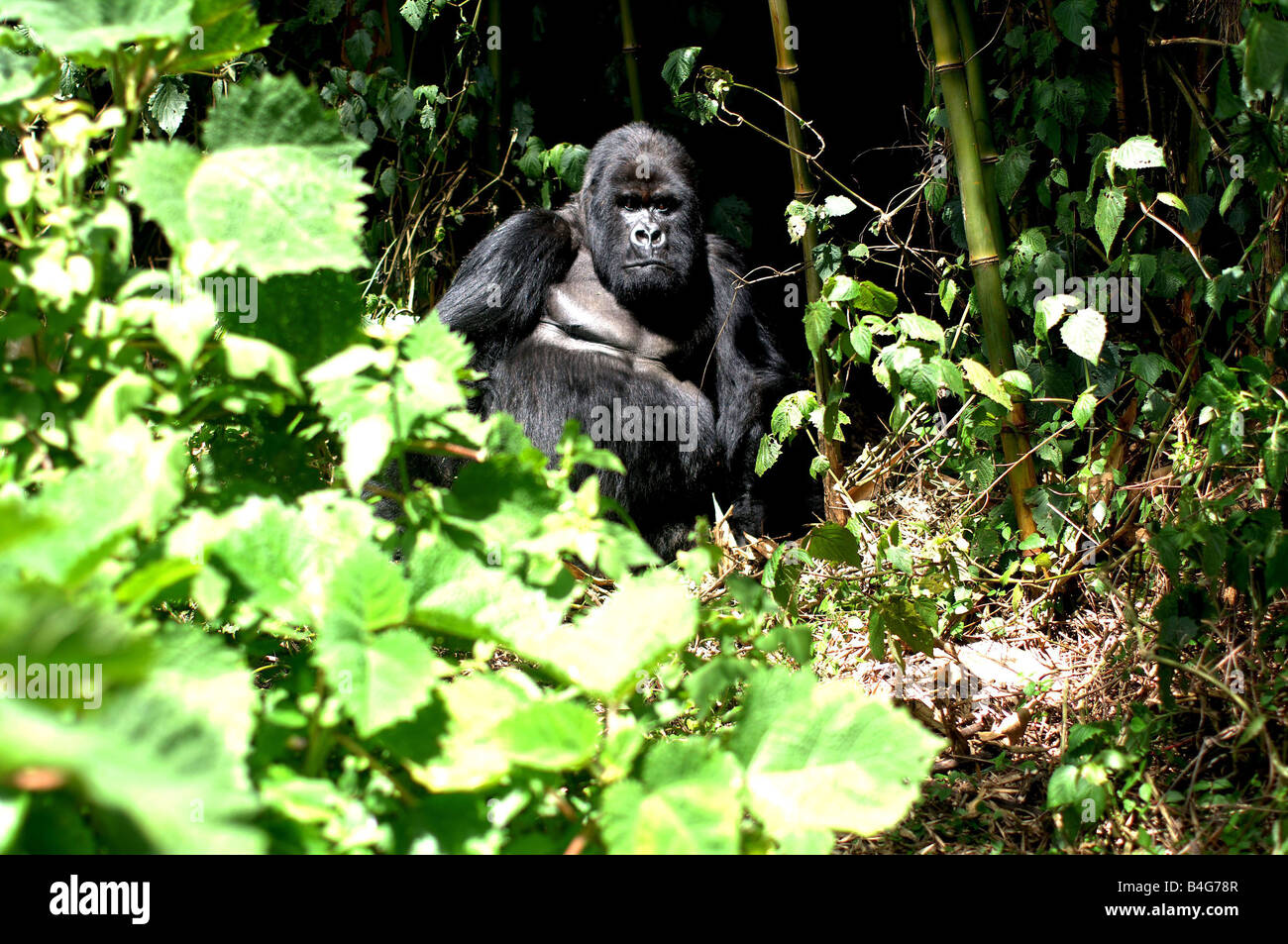 Volcanoes National Park Rwanda Gorillas from the Sabinyo Gorilla Group ...
