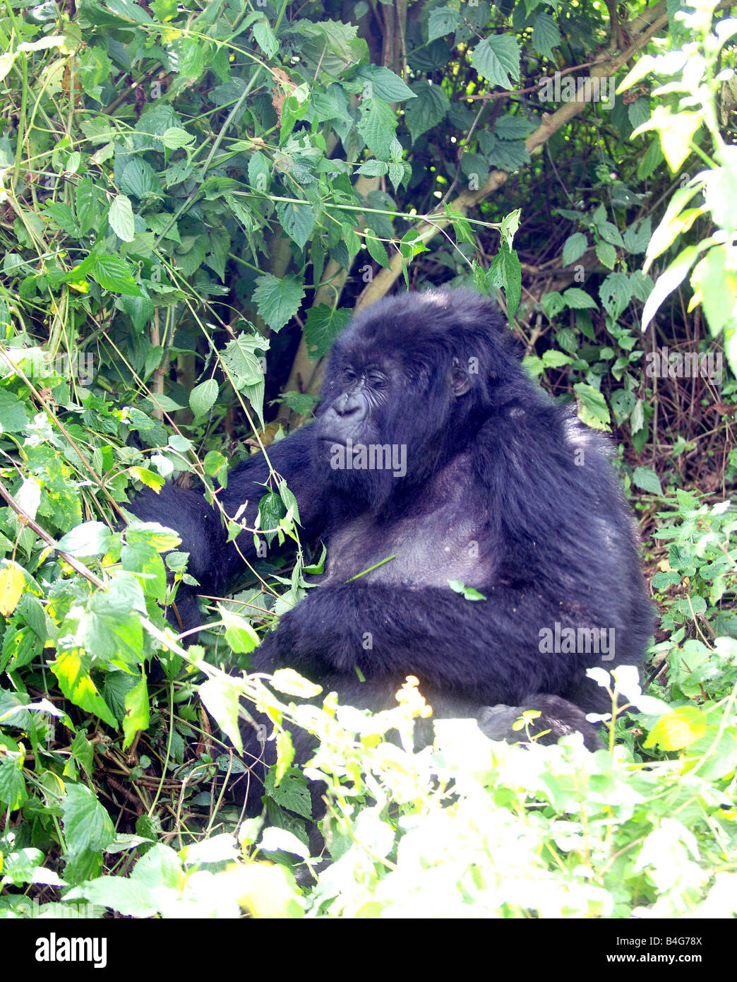 Volcanoes National Park Rwanda Gorillas from the Sabinyo Gorilla Group ...