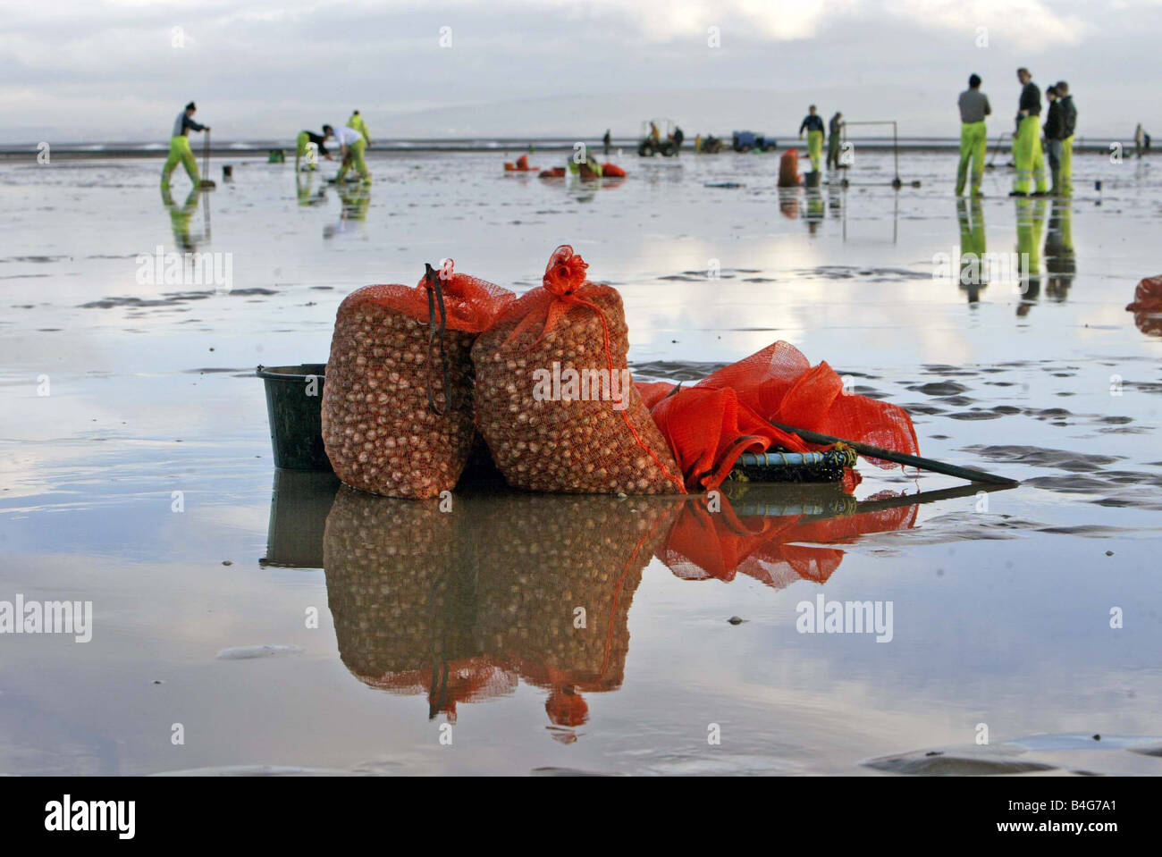 Cockle fishers return to the deadly Morecambe bay cockle beds Over 300 ...