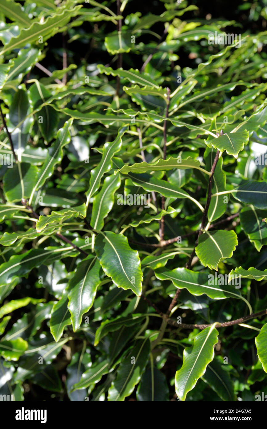 Eugenioides hi-res stock photography and images - Alamy