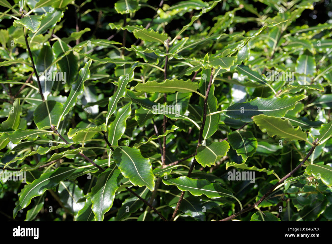Pittosporum eugenioides evergreen shrub pittis foliage hi-res stock ...