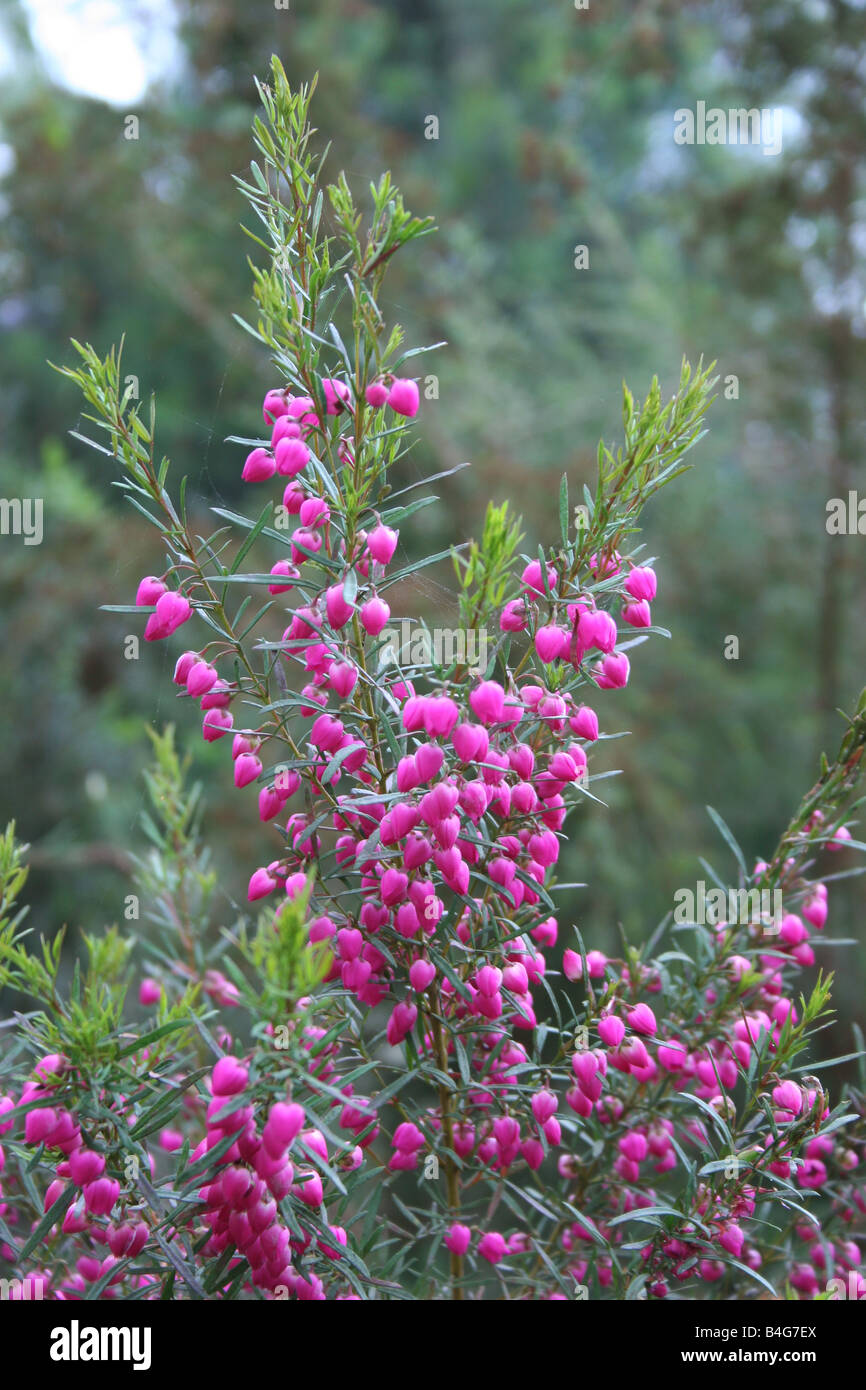 Petaloid sepal hi-res stock photography and images - Alamy