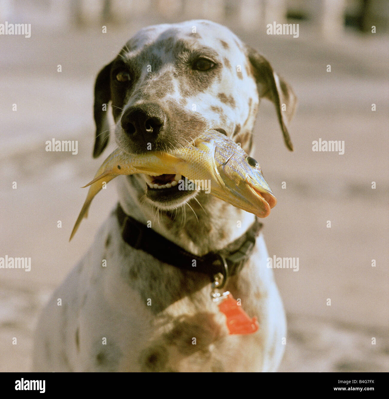 A Dalmatian dog holding a fish in its mouth Stock Photo - Alamy
