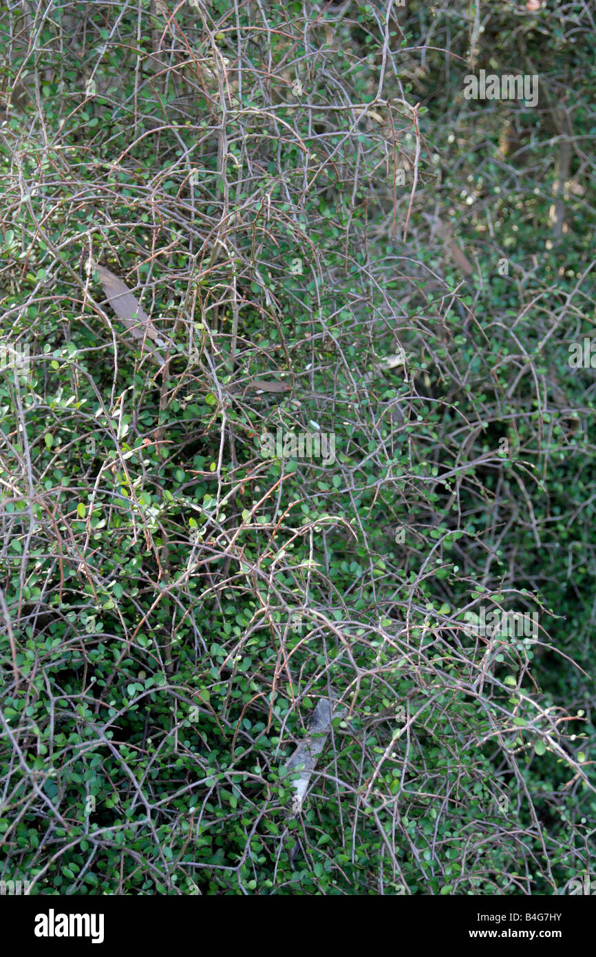 Myrsine divaricata hi-res stock photography and images - Alamy