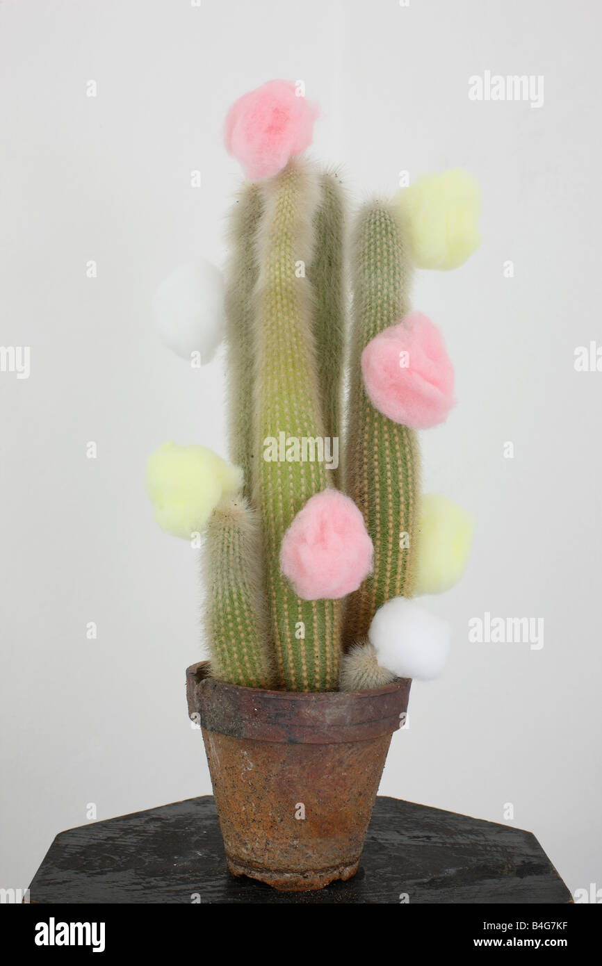 A cactus plant with multi colored cotton balls stuck to it Stock Photo ...