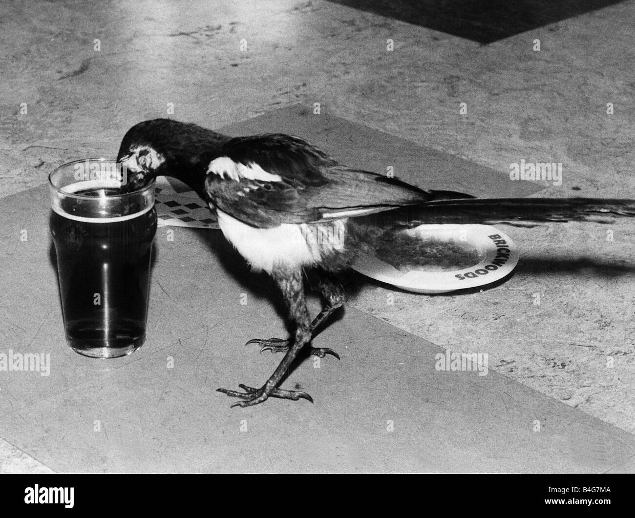Fred the beer drinking Magpie seen here enjoying a pint August 1979 ...