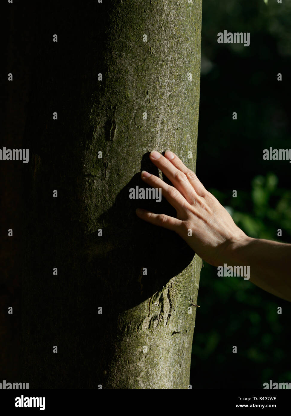 A human hand touching a tree trunk Stock Photo - Alamy