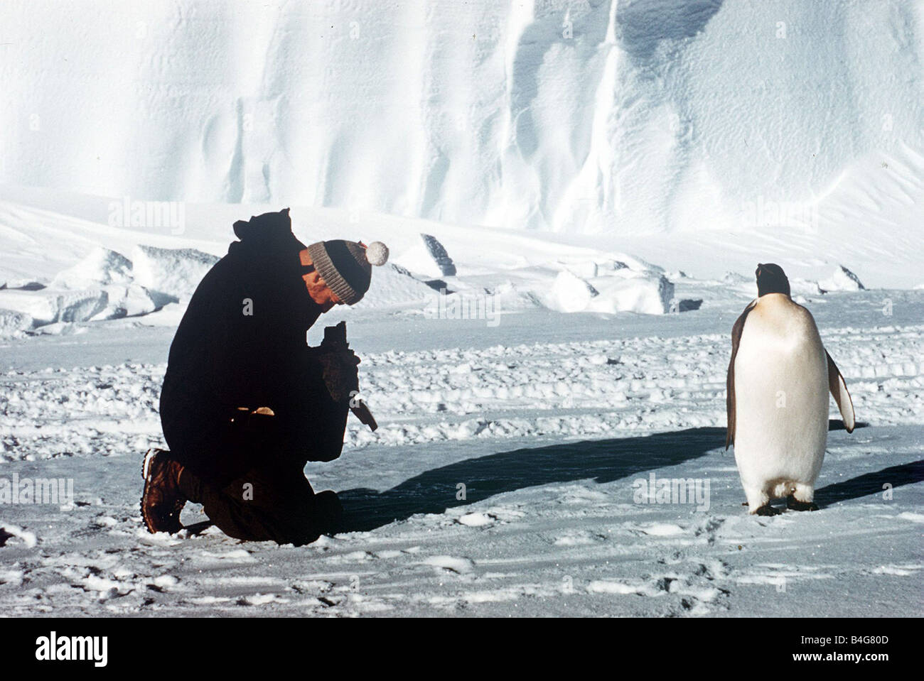 Trans Antarctic expedtion member taking a photograph of a Penguin ...