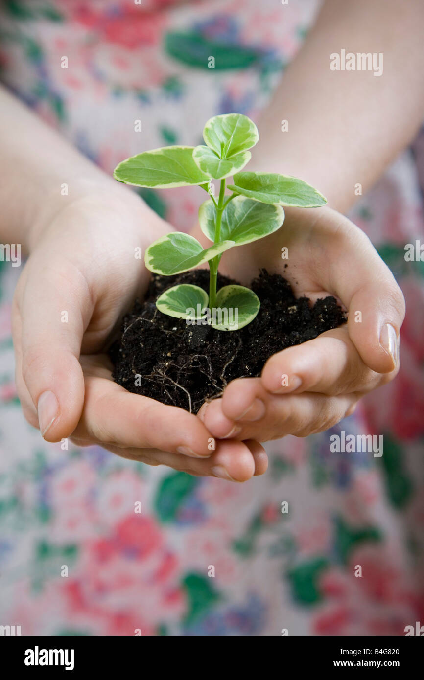 Cupped hands holding a seedling in soil Stock Photo - Alamy