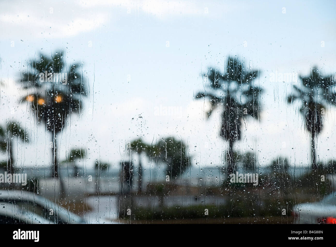 Palm trees seen through rain covered window Stock Photo - Alamy