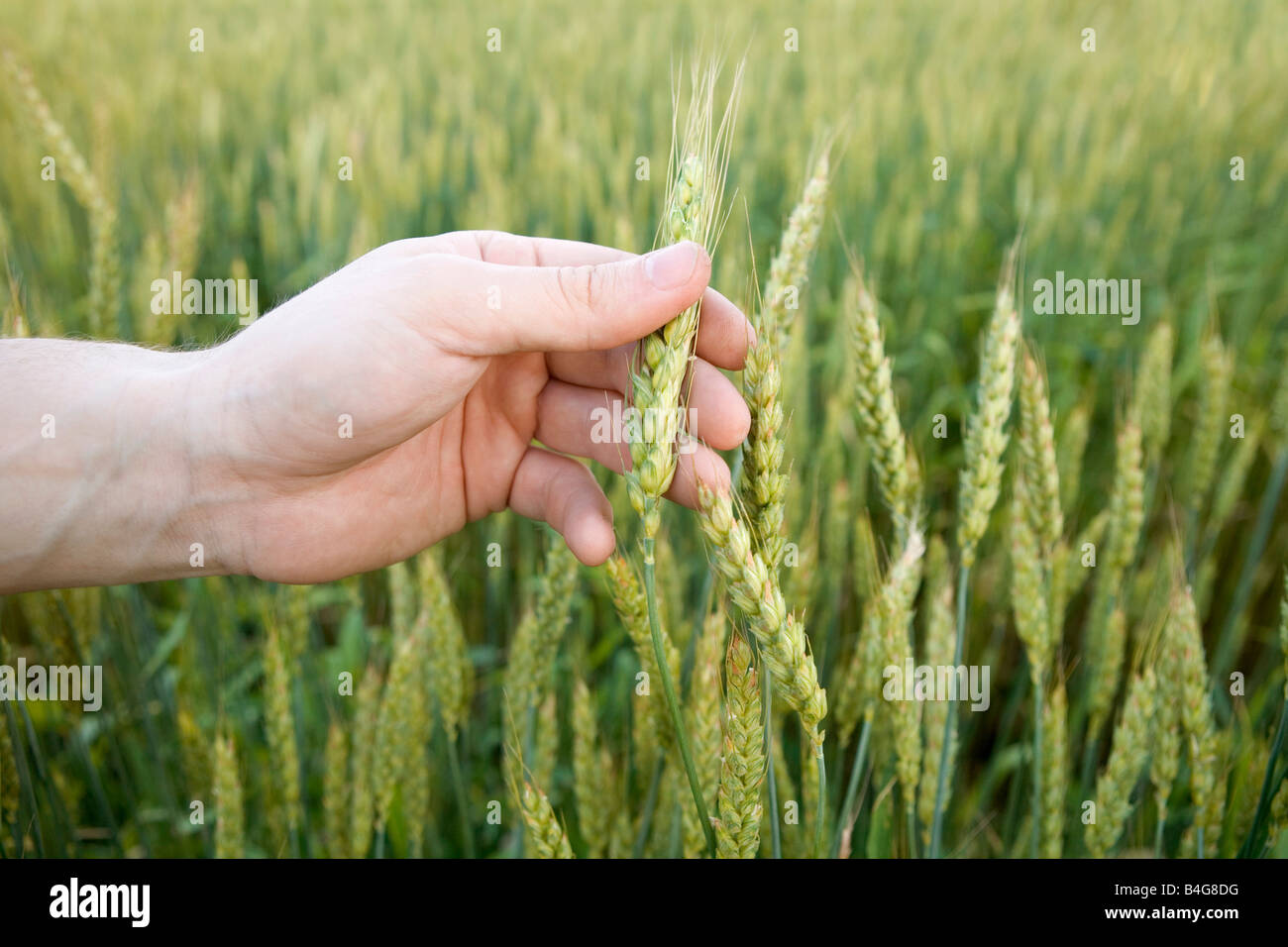 A hand holding a piece of wheat in a wheat field Stock Photo - Alamy