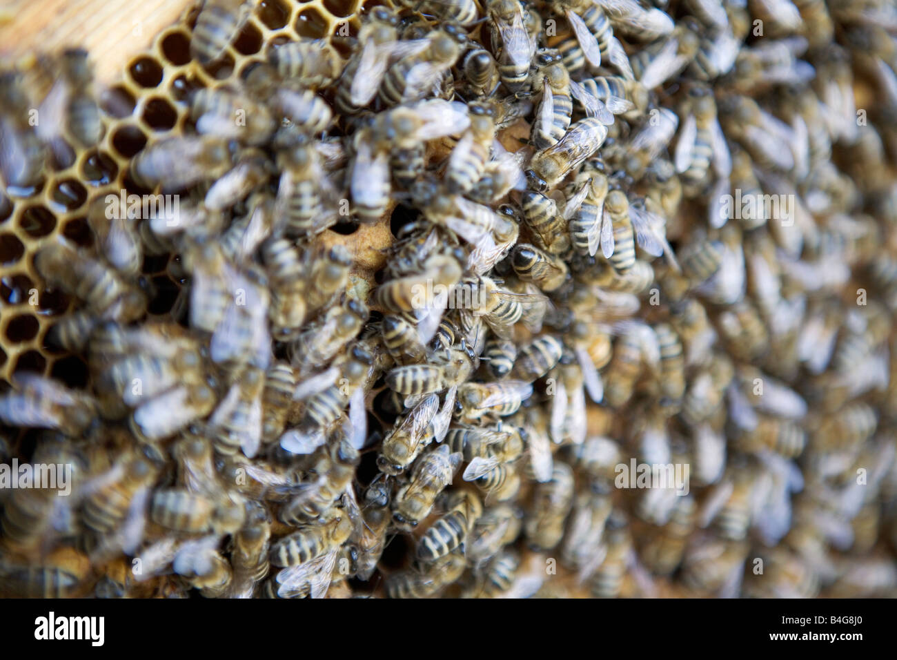 Honey bees (Apis mellifera Stock Photo - Alamy
