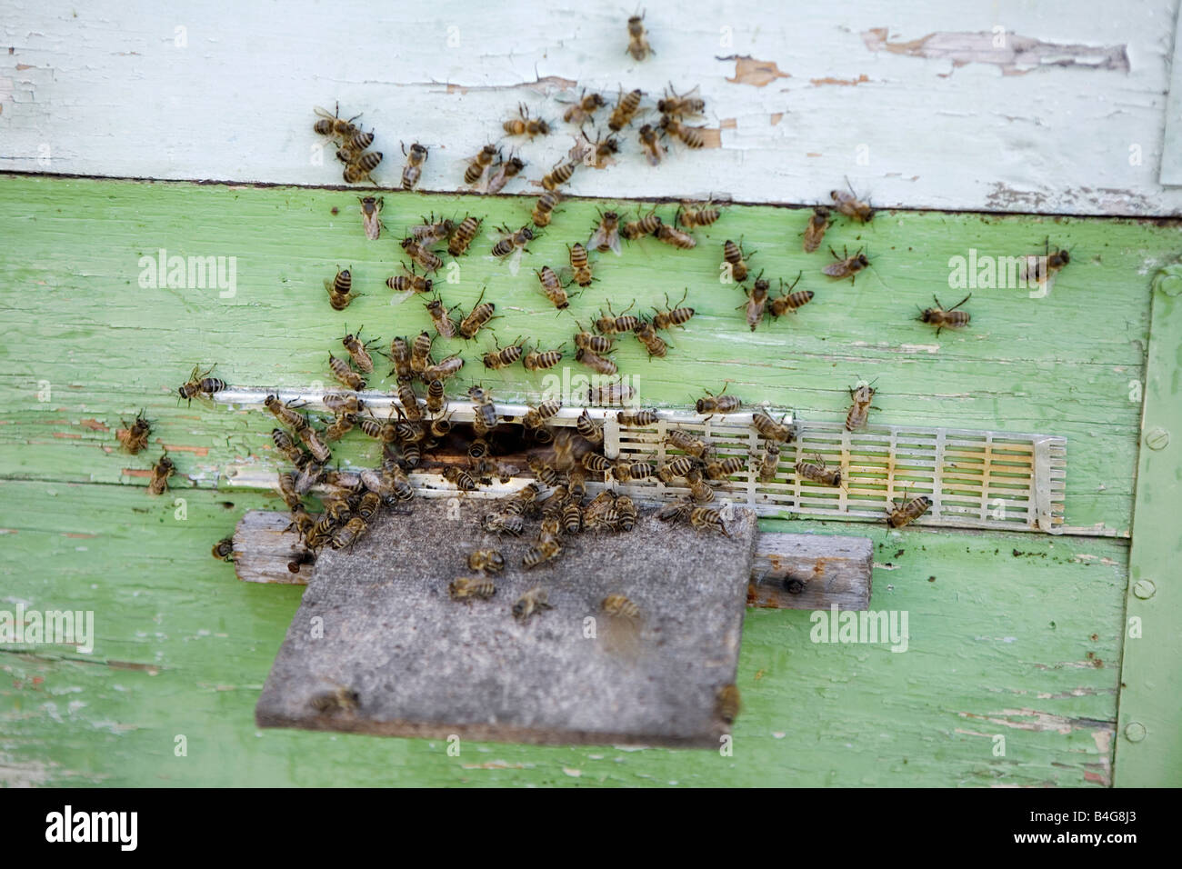 A bee hive Stock Photo - Alamy